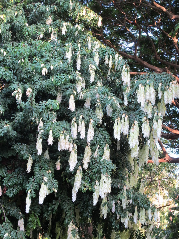 Maniltoa lenticellata - TROPICAL LOOKING PLANTS - Other Than Palms ...