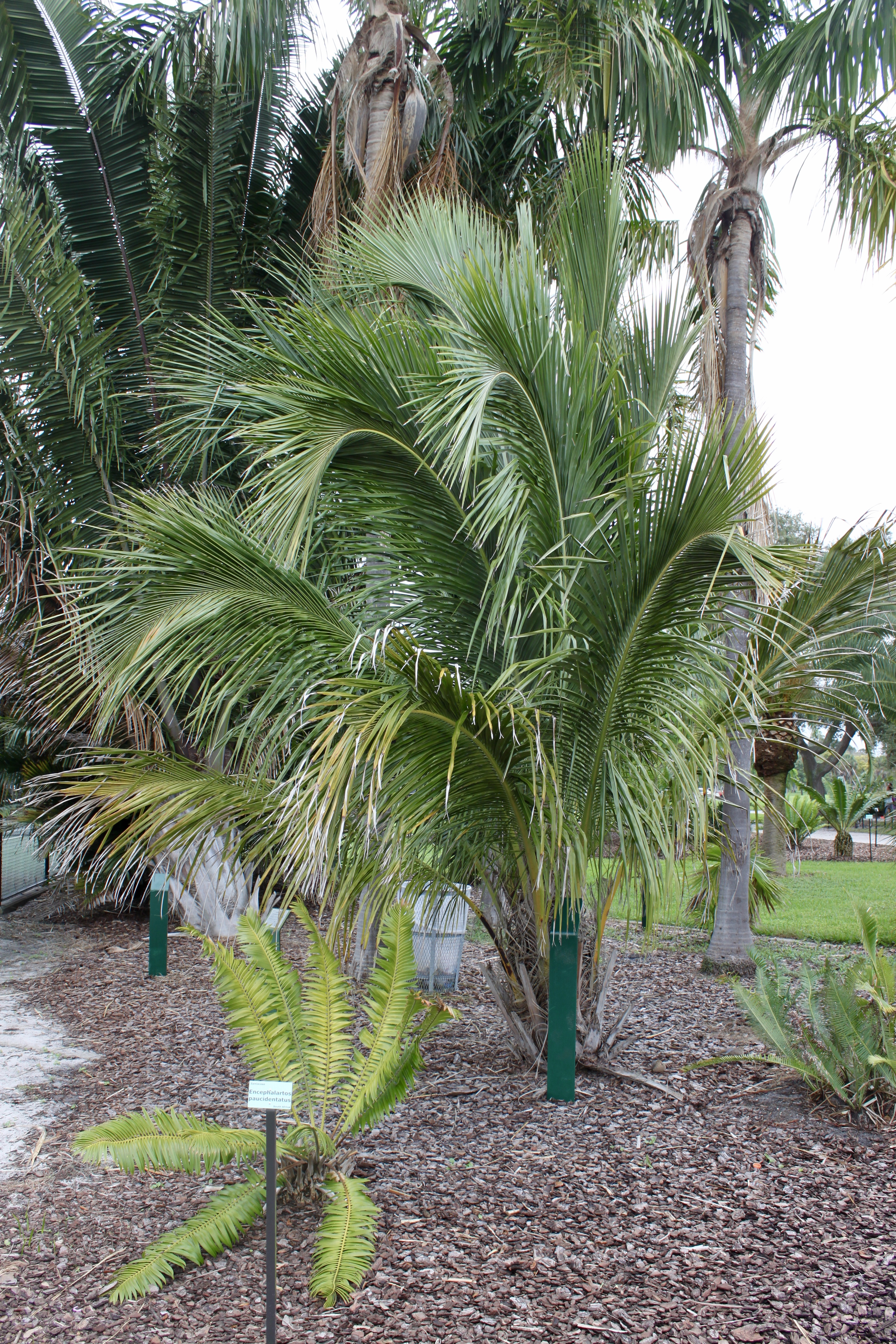 Biggest Beccariophoenix alfredii north of Monterey - DISCUSSING PALM ...