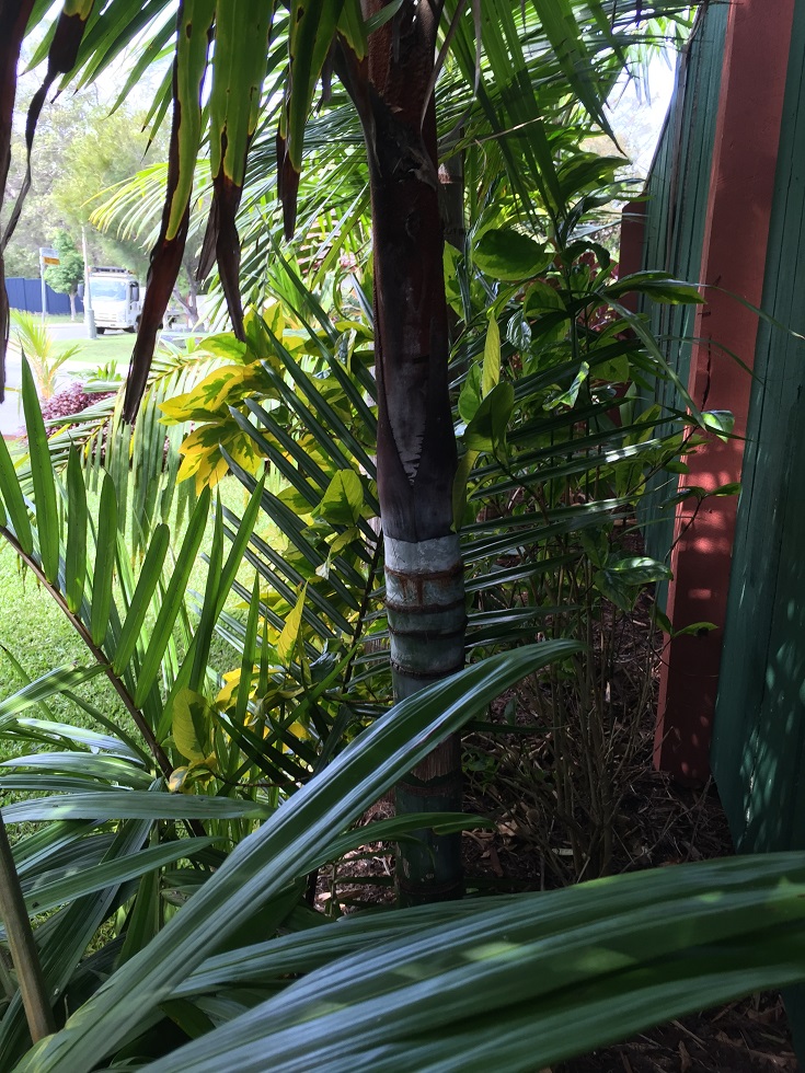 Garden update - DISCUSSING PALM TREES WORLDWIDE - PalmTalk
