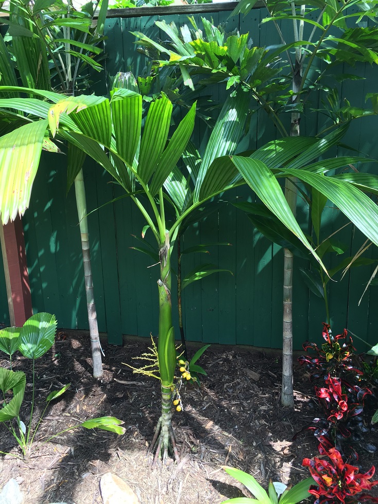 Garden update - DISCUSSING PALM TREES WORLDWIDE - PalmTalk