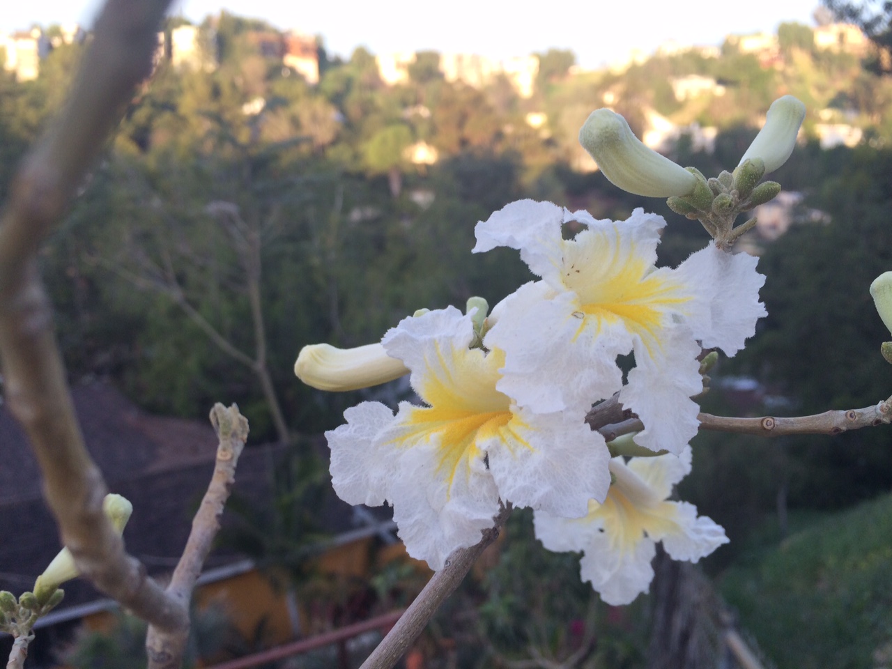 Tabebuia impetiginosa 'alba' - TROPICAL LOOKING PLANTS - Other Than ...