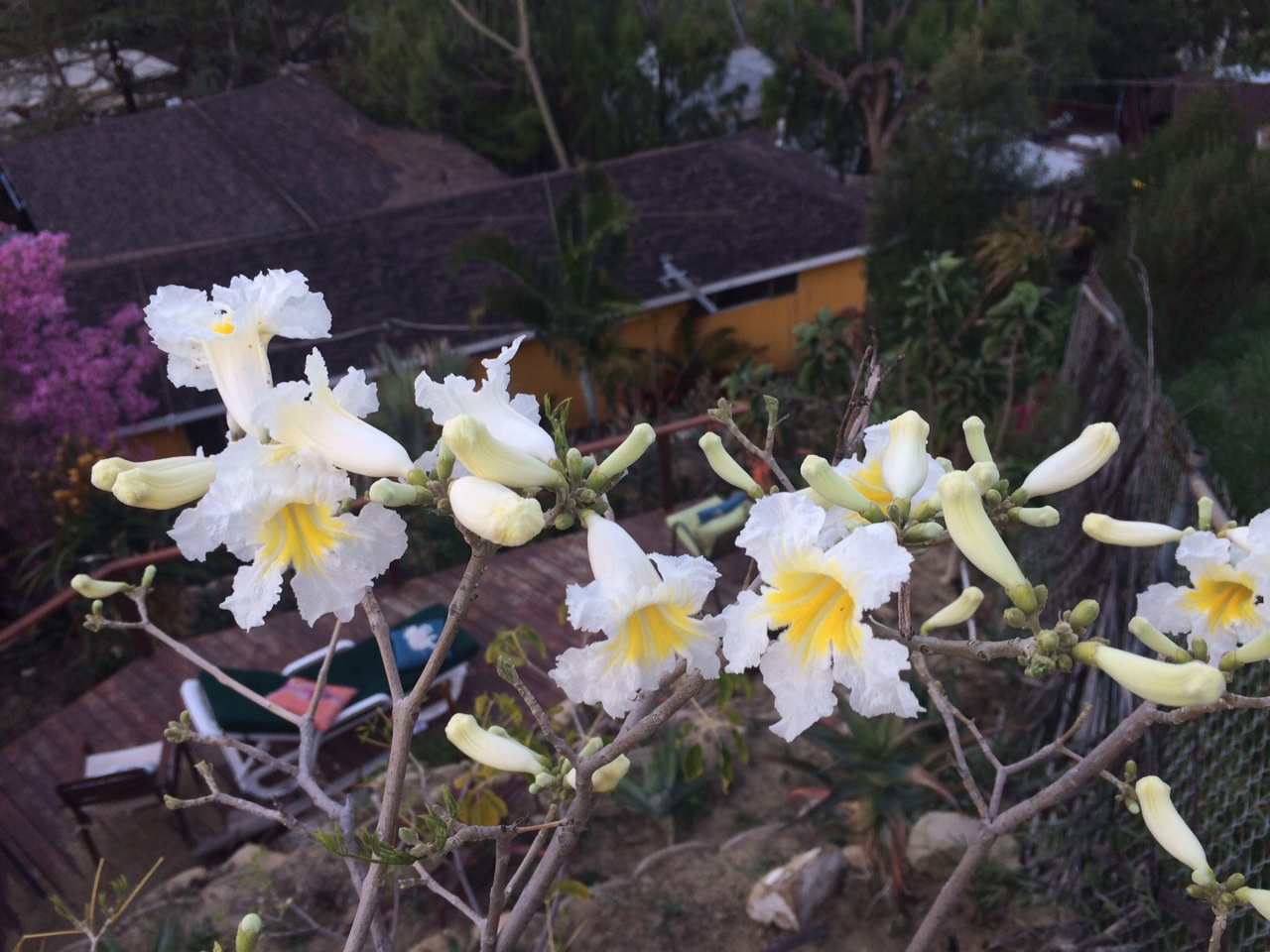 Tabebuia impetiginosa 'alba' - TROPICAL LOOKING PLANTS - Other Than ...