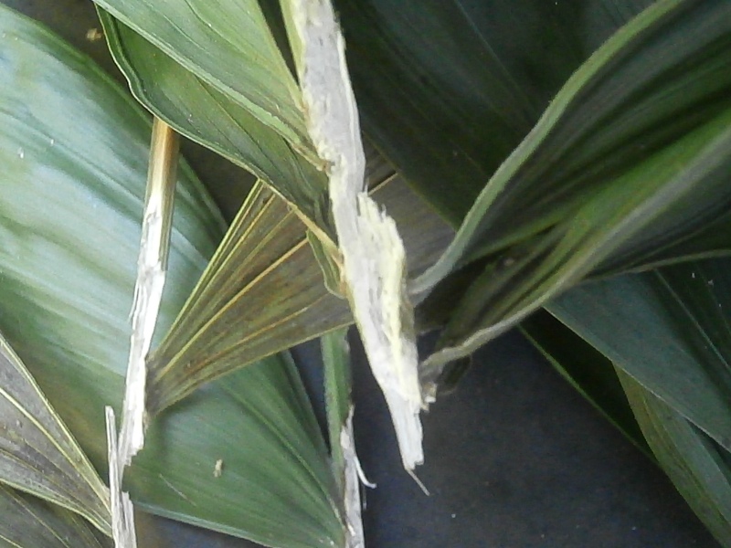 Rat's... seed dispersal ... and destruction. - DISCUSSING PALM TREES ...