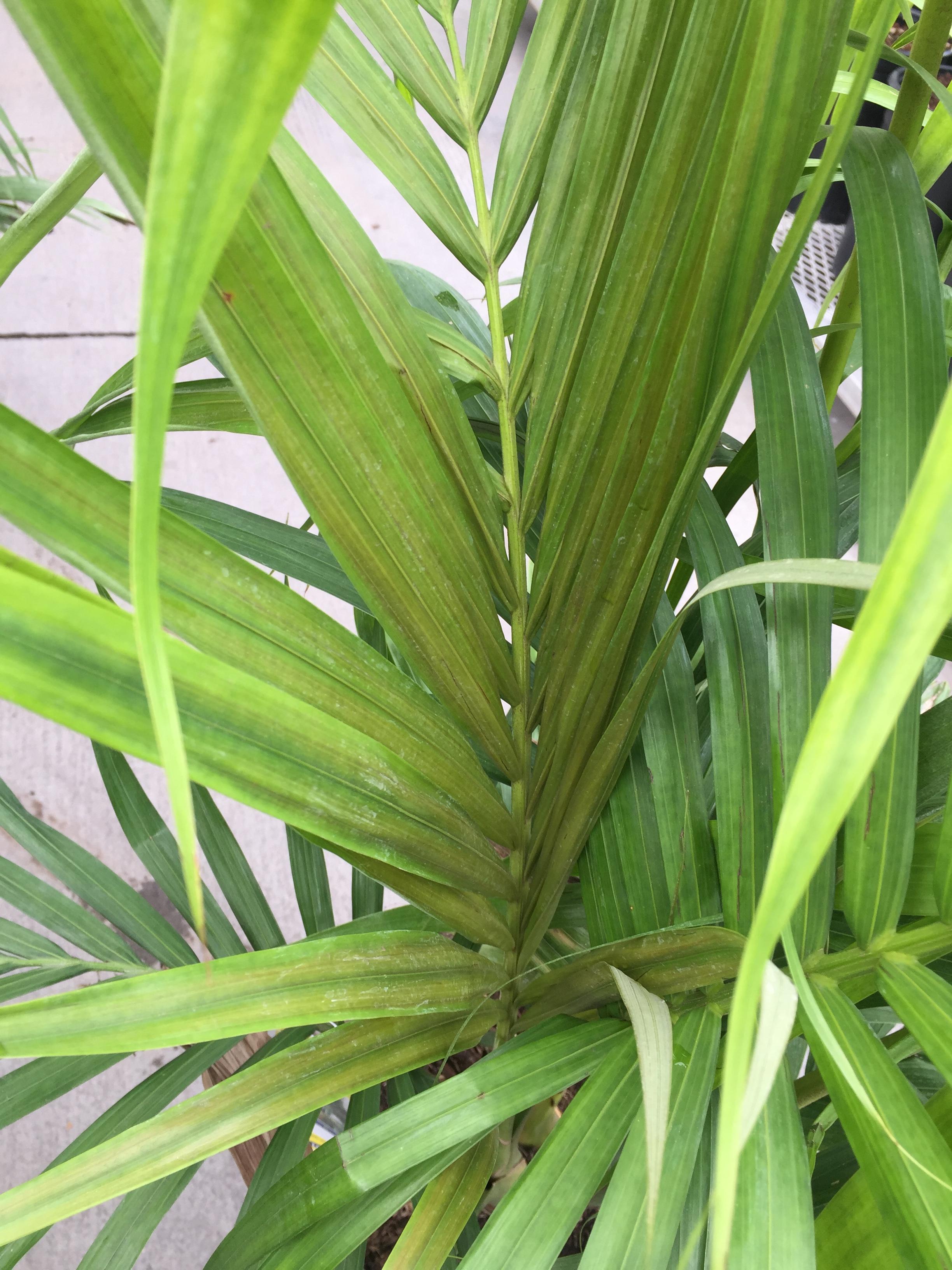 Archontophoenix sp - DISCUSSING PALM TREES WORLDWIDE - PalmTalk