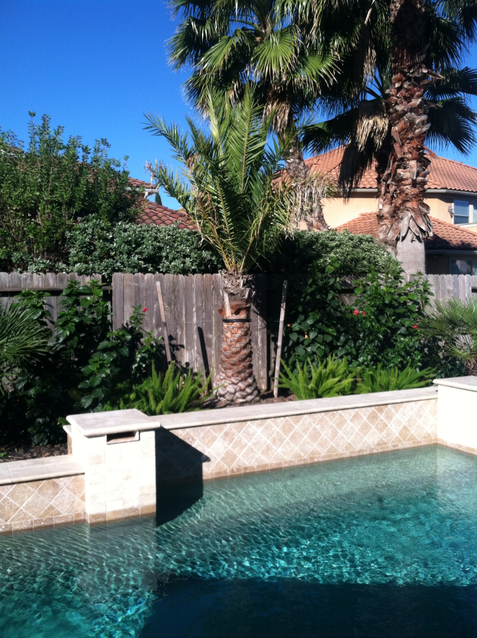 When to remove support stakes - DISCUSSING PALM TREES WORLDWIDE - PalmTalk