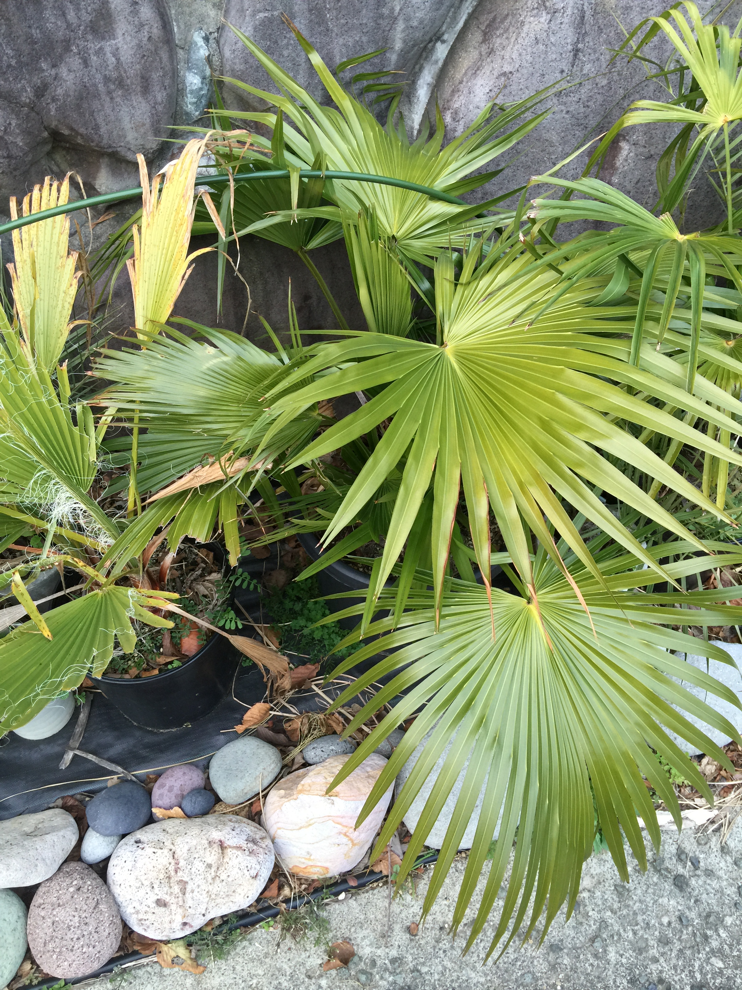 Garden Pictures update - Page 2 - DISCUSSING PALM TREES WORLDWIDE ...