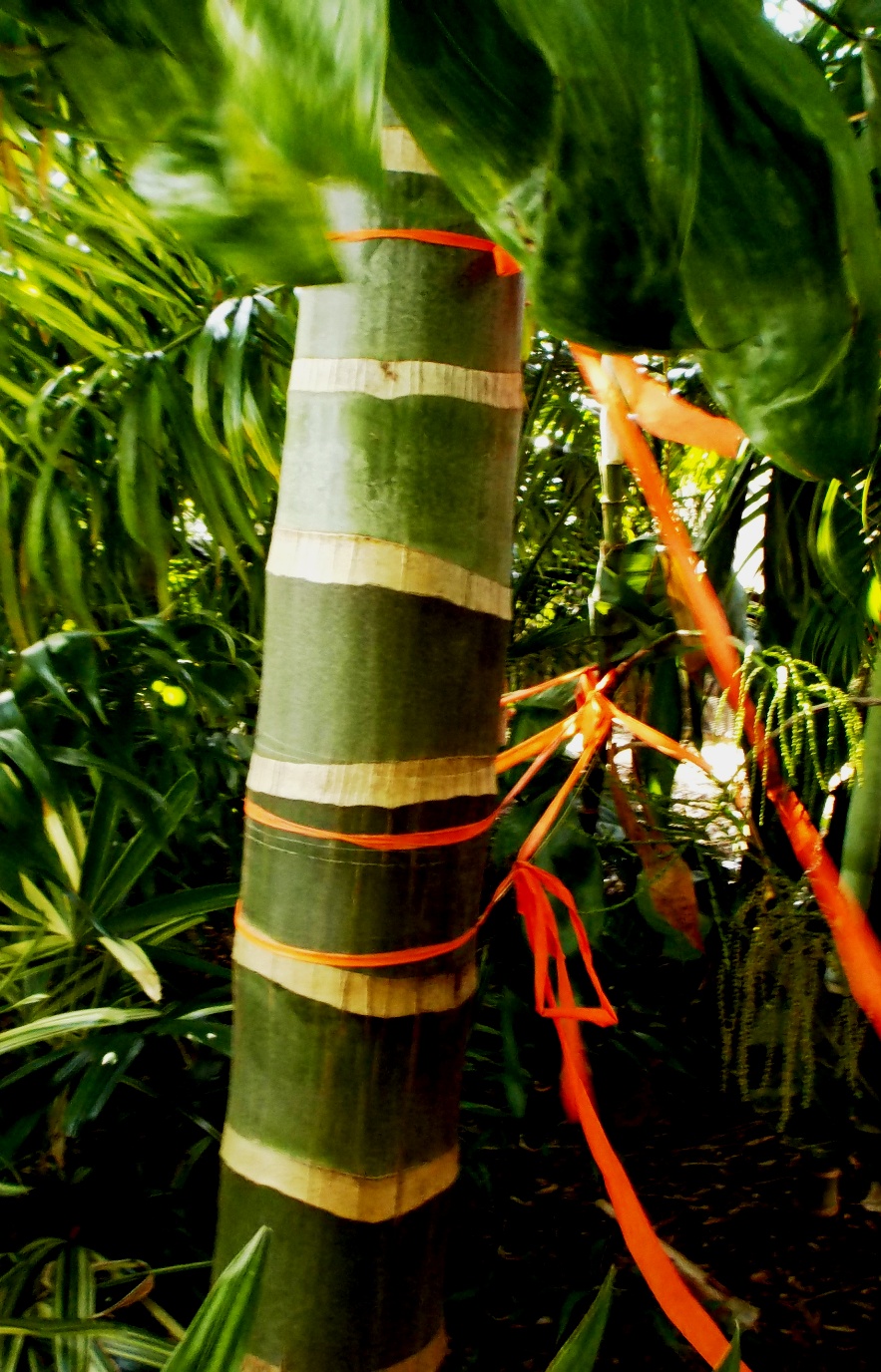Palm Quiz: ID that trunk - DISCUSSING PALM TREES WORLDWIDE - PalmTalk