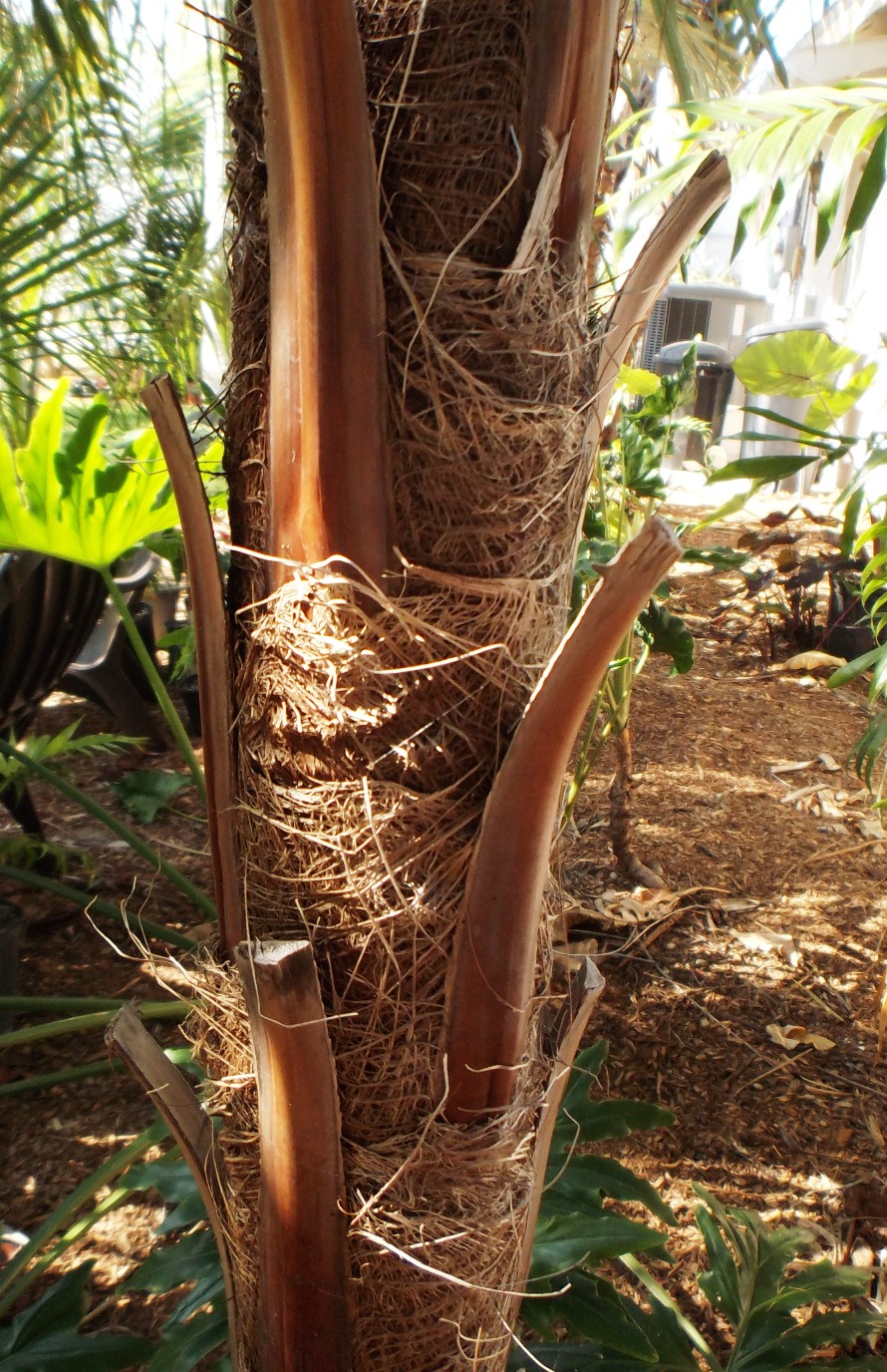 Palm Quiz: ID that trunk - DISCUSSING PALM TREES WORLDWIDE - PalmTalk
