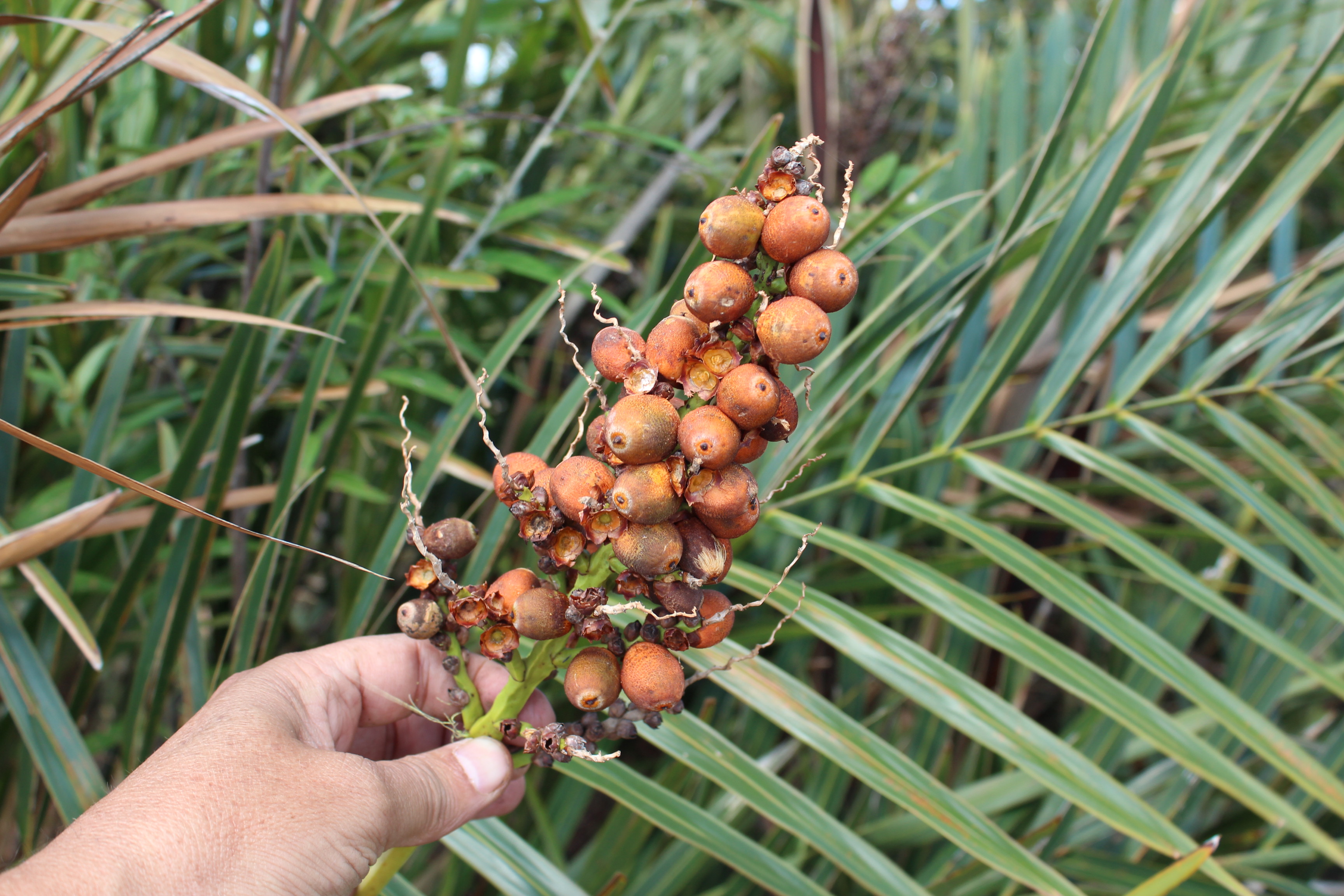 SEEDS SYAGRUS HARLEYI - For Sale - PalmTalk