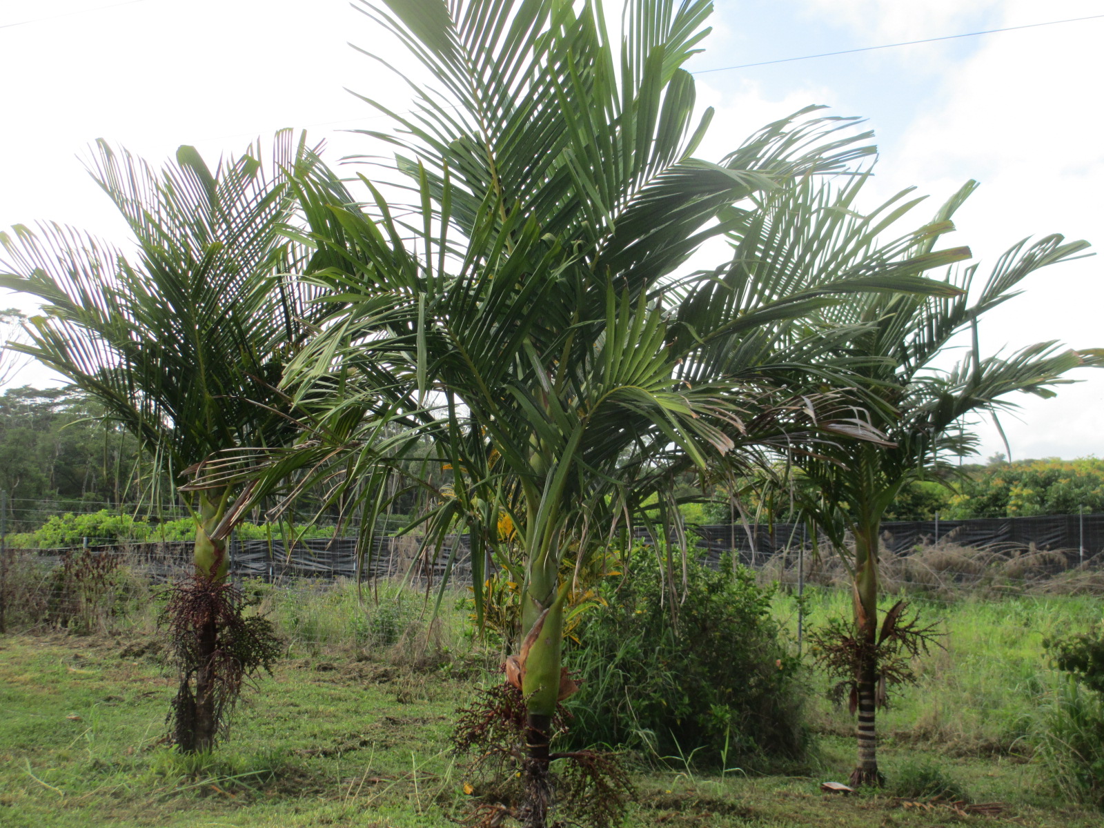 Loxococcus rupicola - DISCUSSING PALM TREES WORLDWIDE - PalmTalk