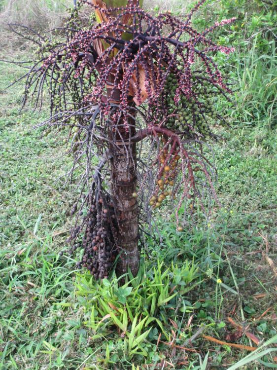 Loxococcus rupicola - DISCUSSING PALM TREES WORLDWIDE - PalmTalk