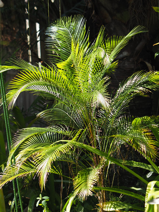 maybe the yard that the PalmTalk community built - DISCUSSING PALM ...