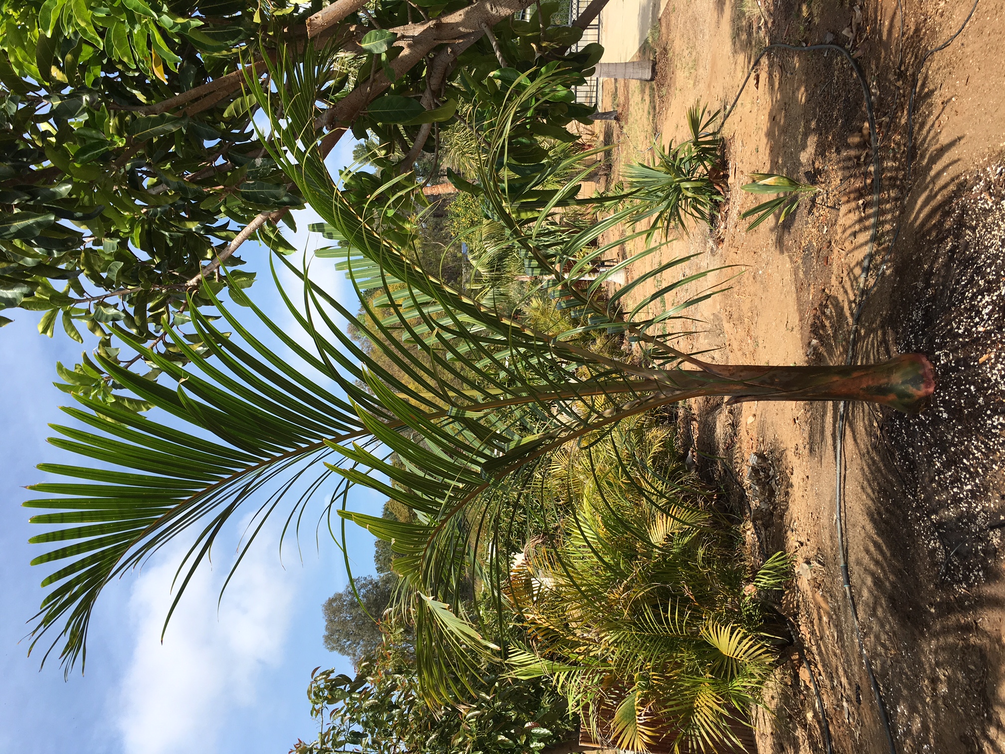 Hyophorbe verschaffeltii x lagenicaulis (Silver Lady Palm) - DISCUSSING ...