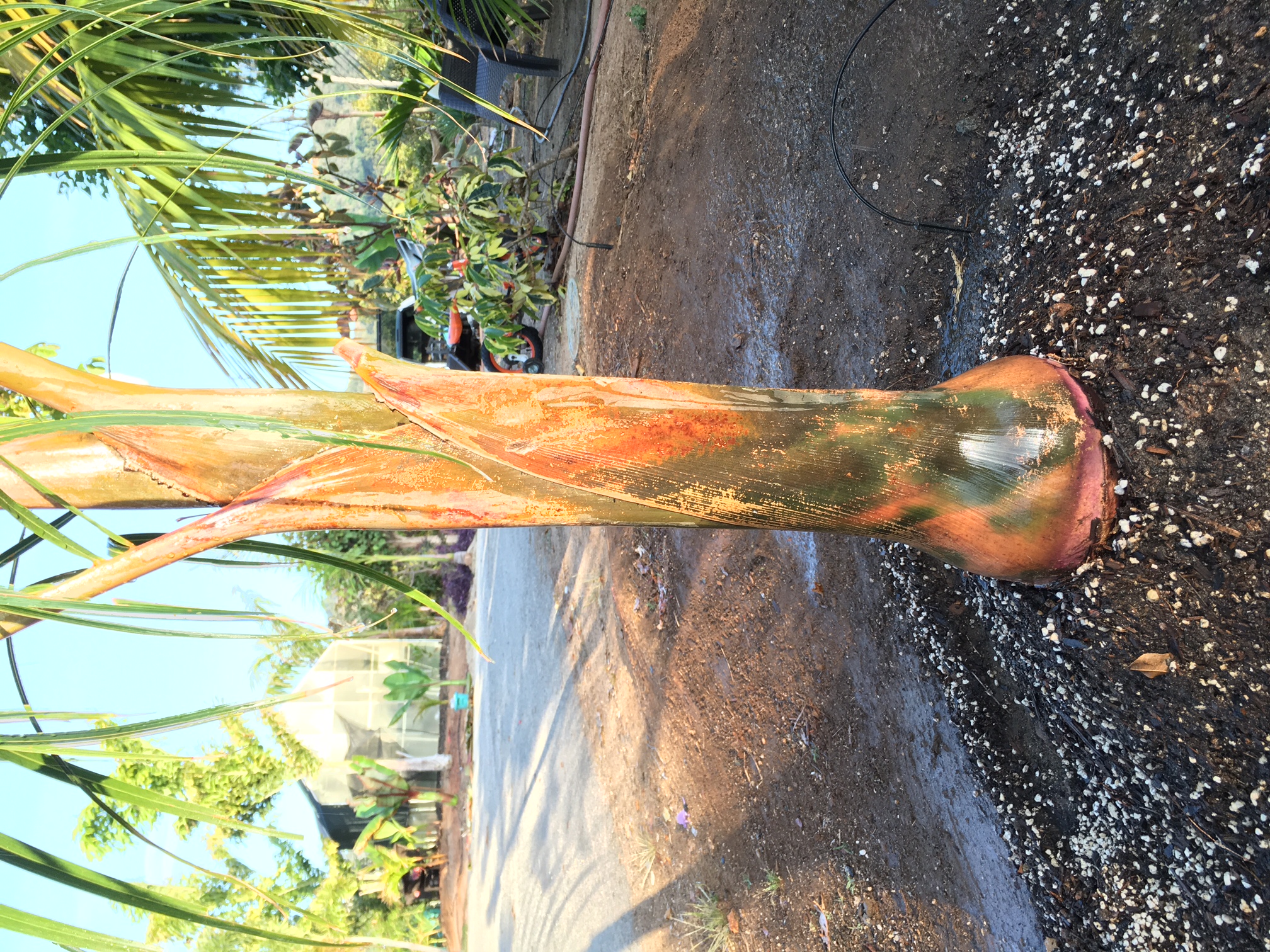 Hyophorbe verschaffeltii x lagenicaulis (Silver Lady Palm) - DISCUSSING ...