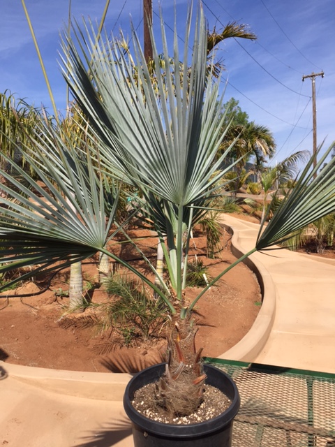 15 gal brahea sp. super silver - For Sale - PalmTalk