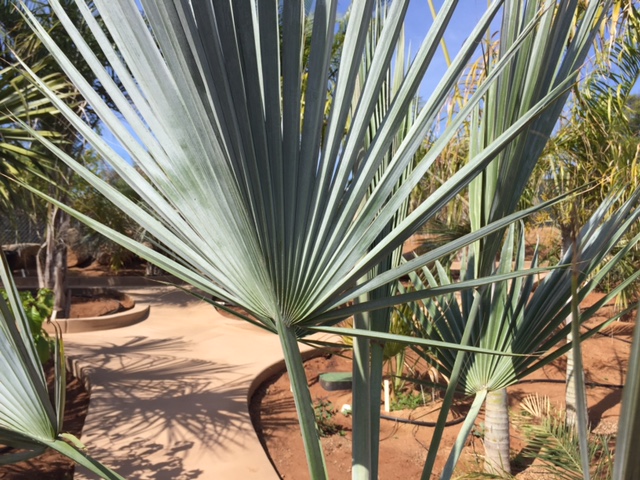 15 gal brahea sp. super silver - For Sale - PalmTalk