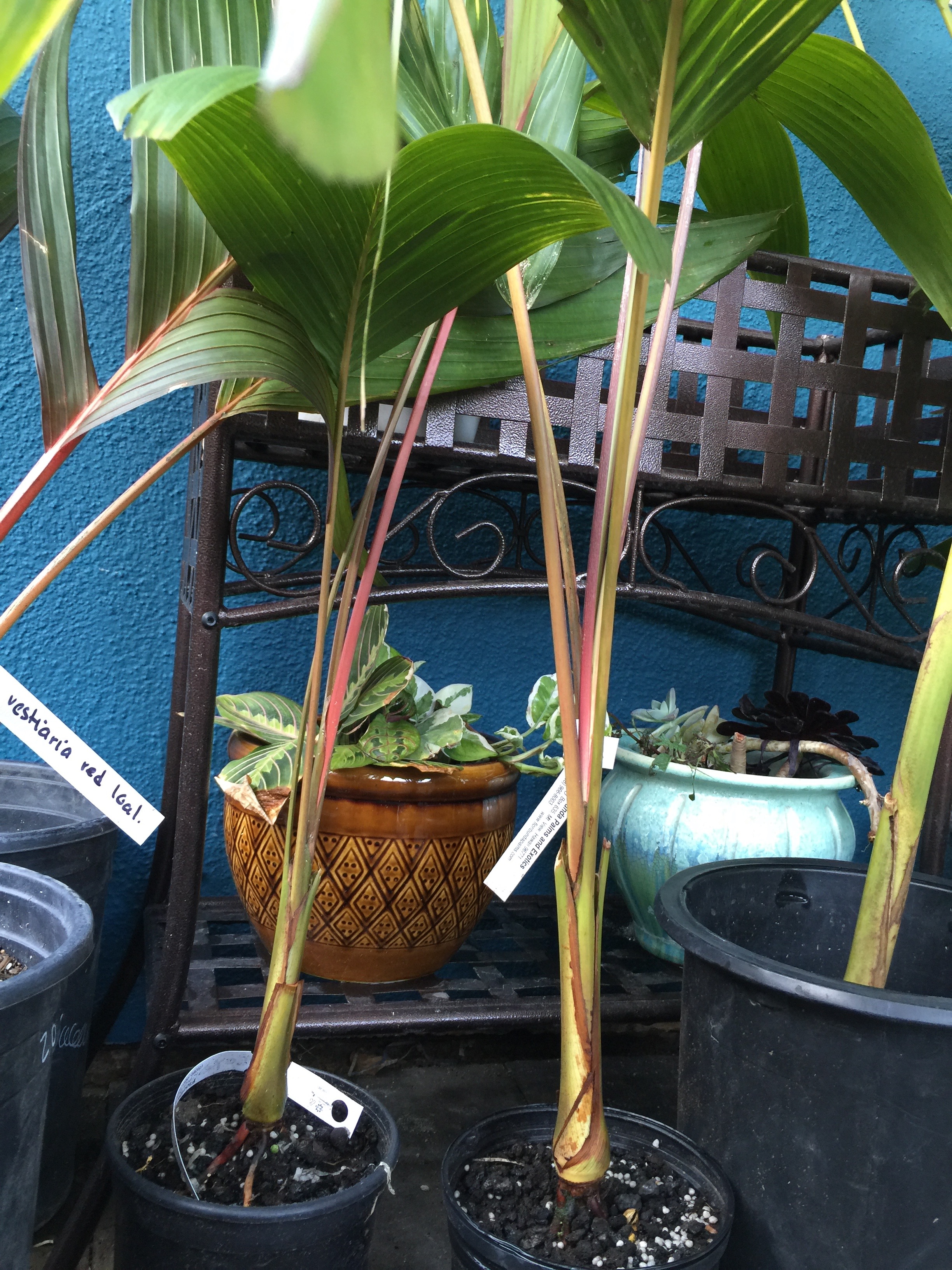 Loxococcus rupicola - DISCUSSING PALM TREES WORLDWIDE - PalmTalk