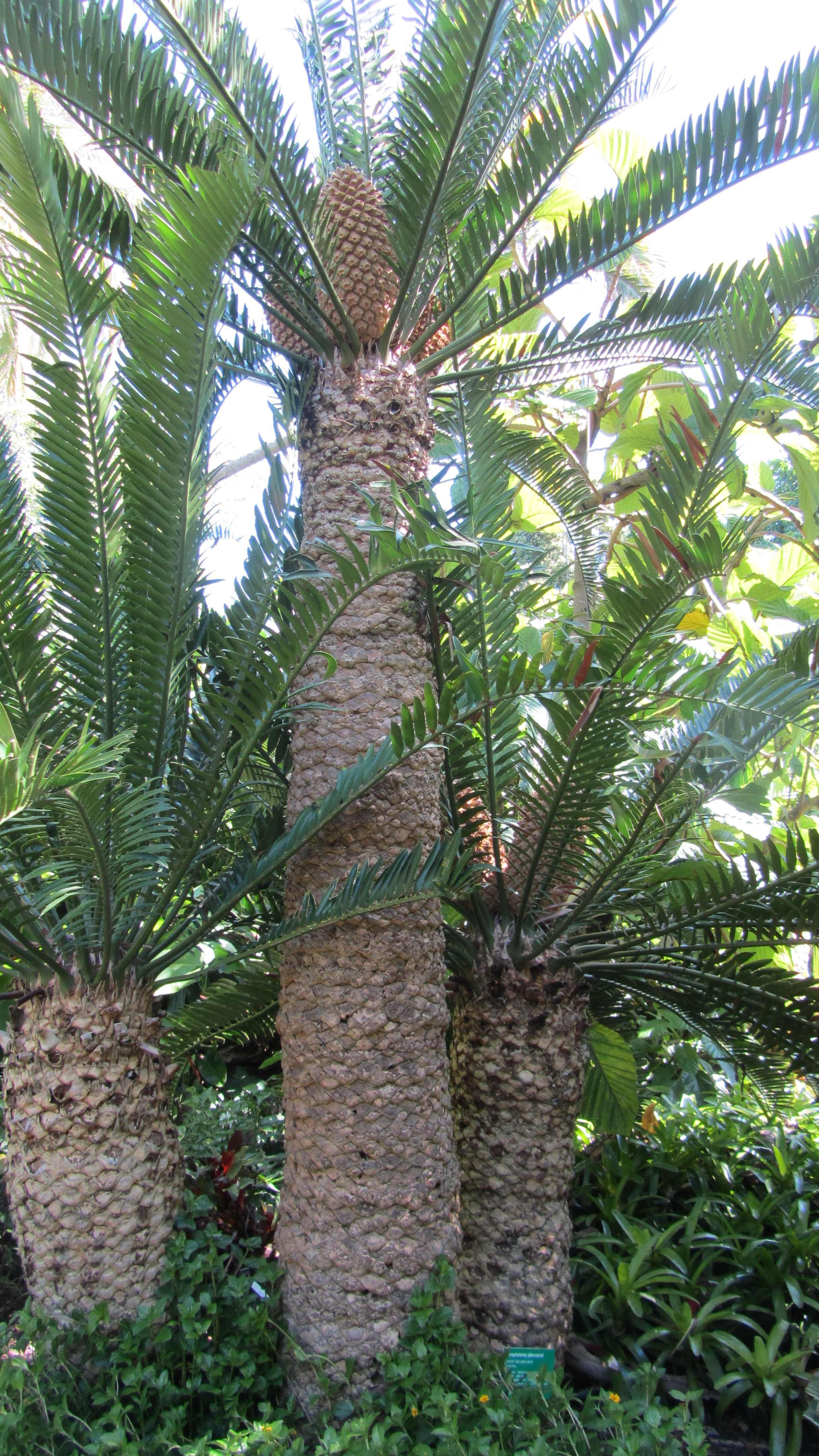 Sydney Botanical Gardens - - Page 2 - DISCUSSING PALM TREES WORLDWIDE ...