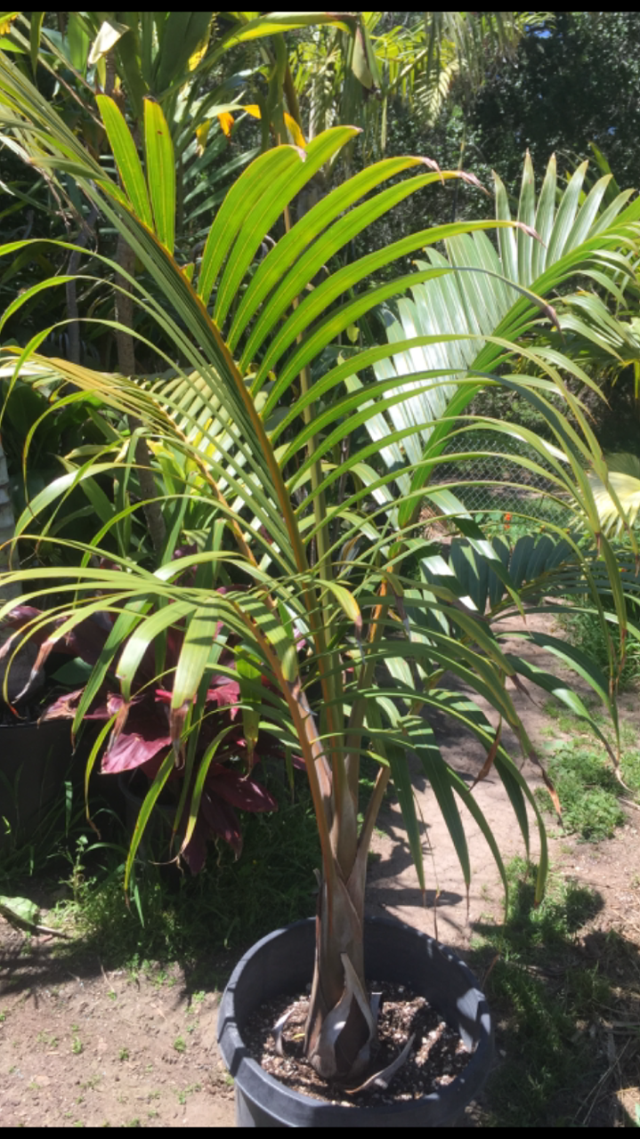 Hyophorbe verschaffeltii x lagenicaulis (Silver Lady Palm) - DISCUSSING ...
