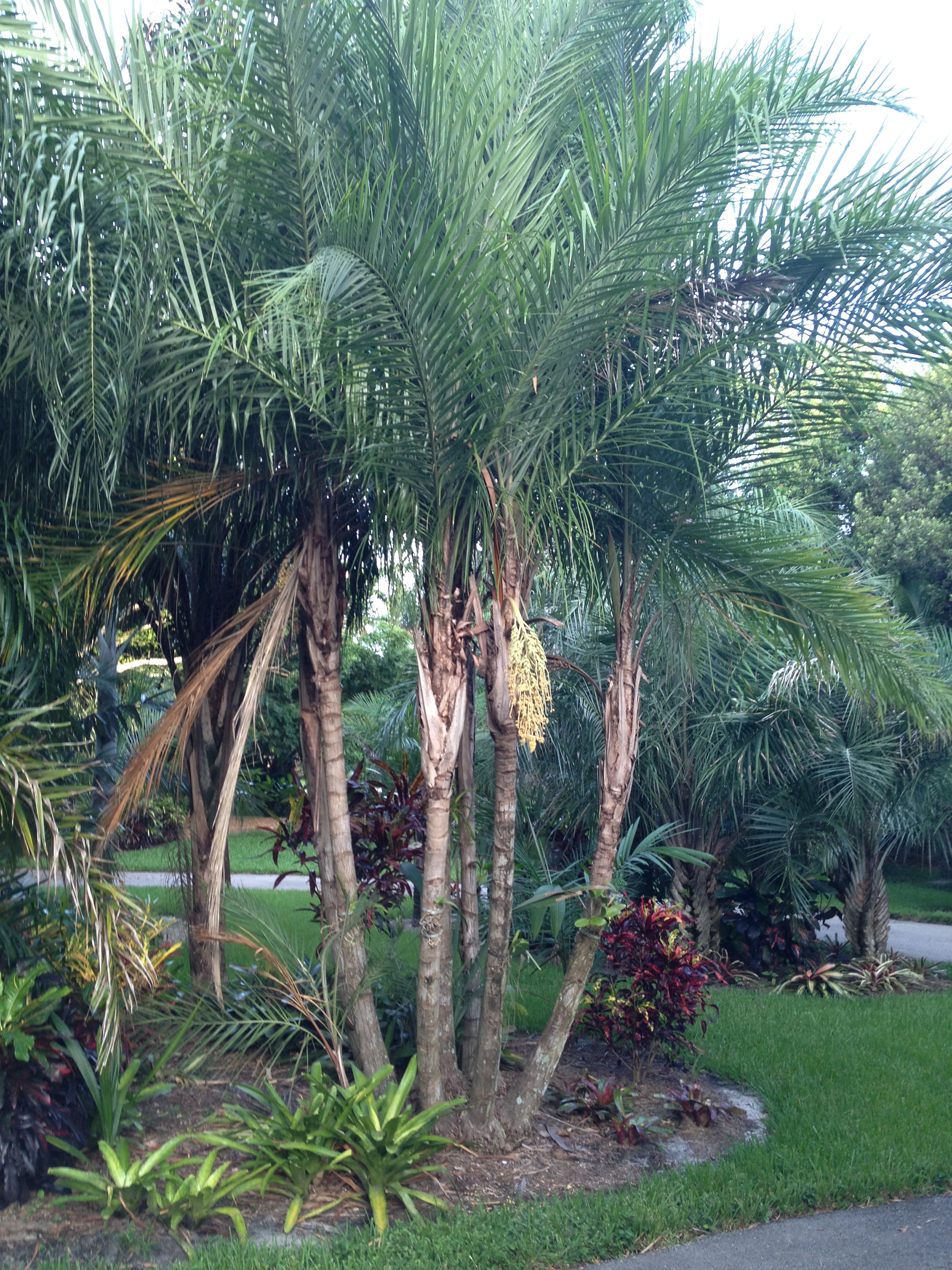 Favorite Clumpers - DISCUSSING PALM TREES WORLDWIDE - PalmTalk