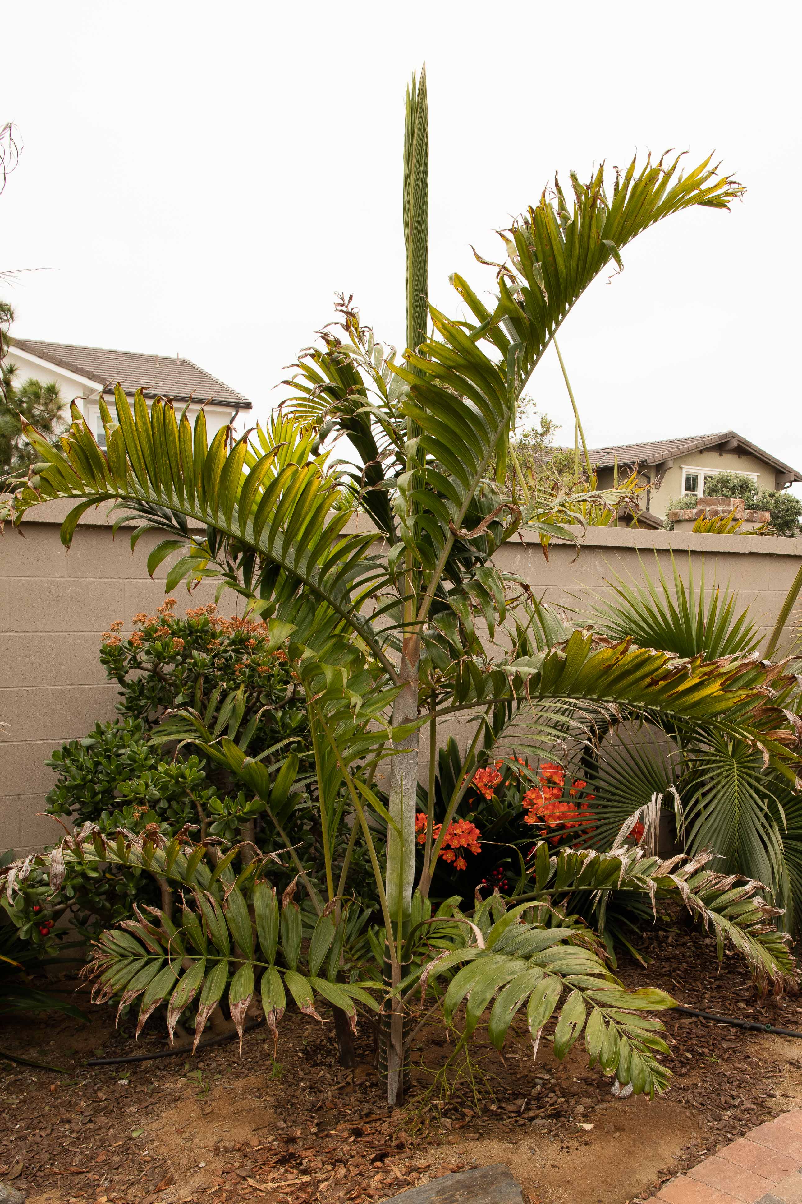Dypsis pembana rapid growth - DISCUSSING PALM TREES WORLDWIDE - PalmTalk