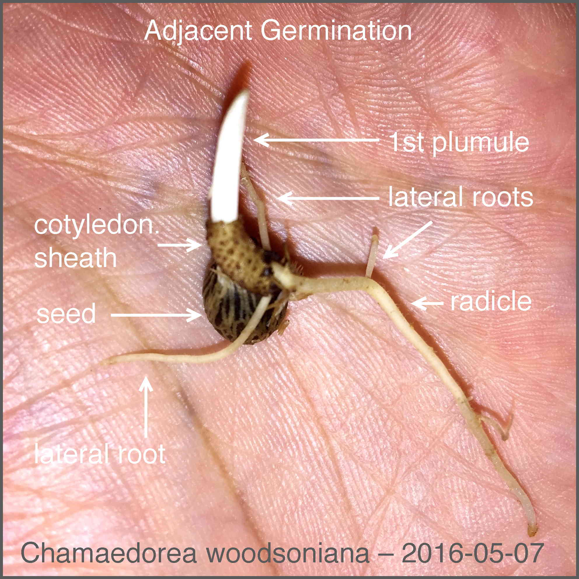Labeled Germination - DISCUSSING PALM TREES WORLDWIDE - PalmTalk