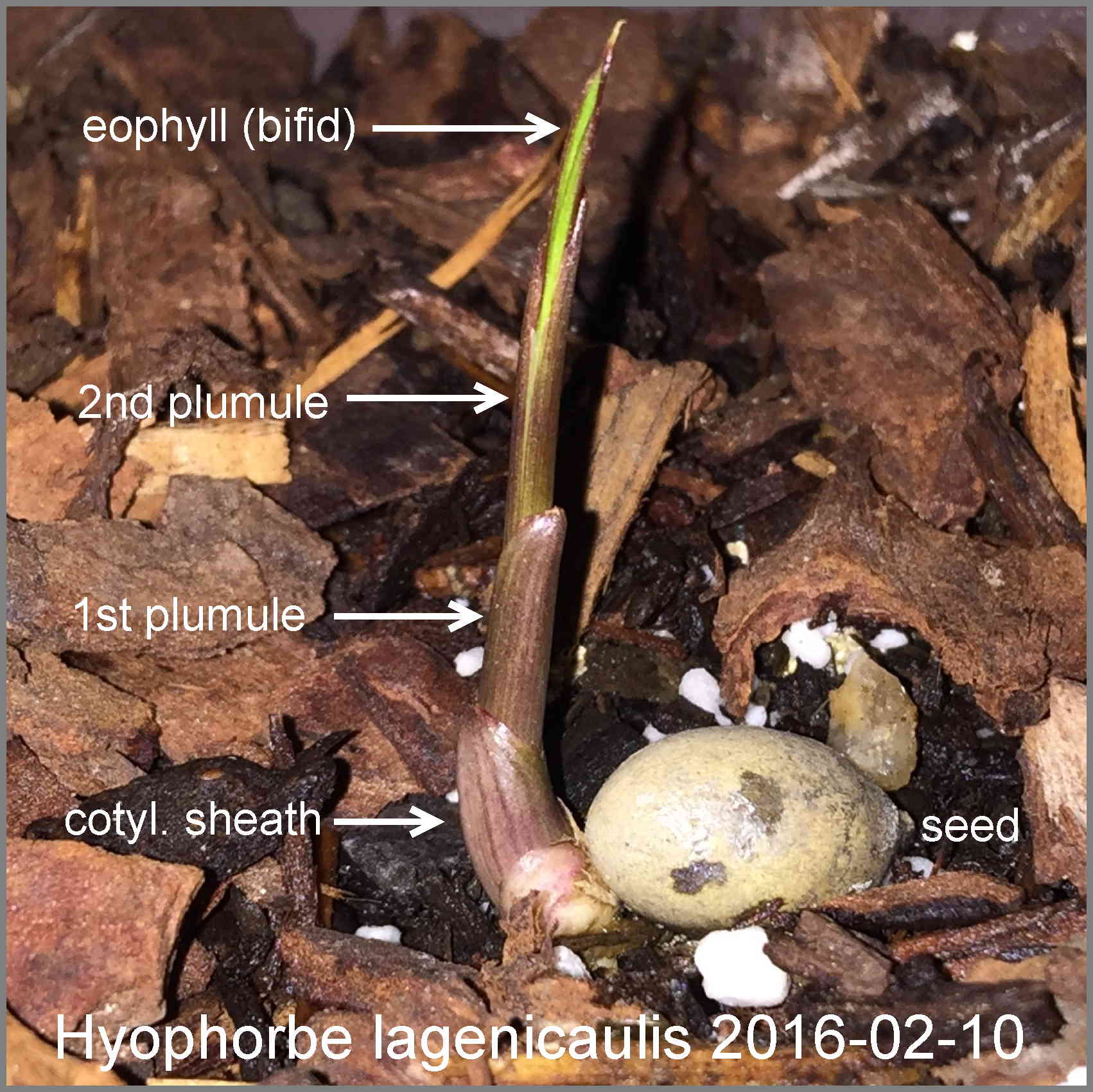 Labeled Germination - DISCUSSING PALM TREES WORLDWIDE - PalmTalk