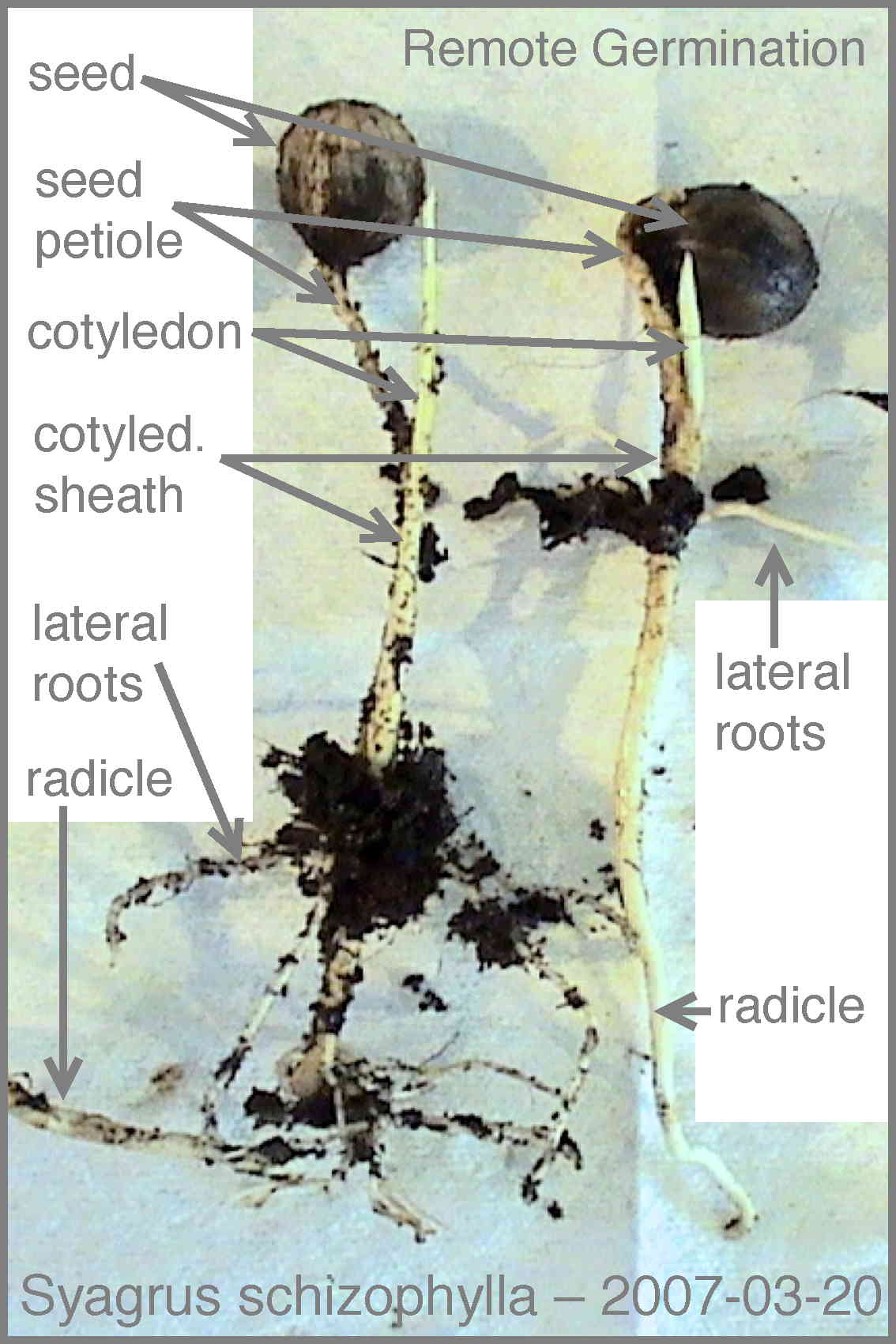 Labeled Germination - DISCUSSING PALM TREES WORLDWIDE - PalmTalk
