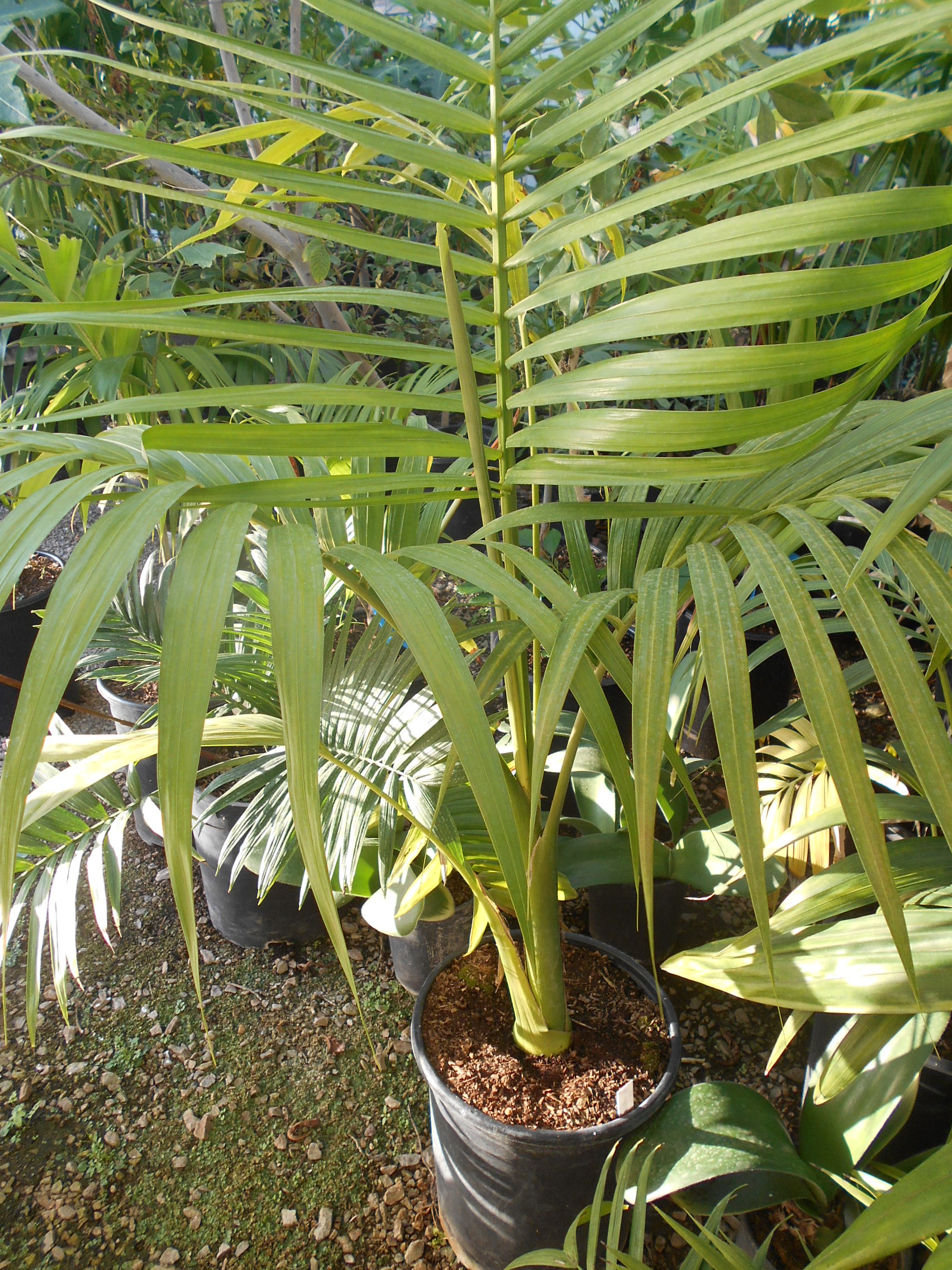 Archontophoenix maxima in 5 gallon on Memorial Day Plant Sale - For ...