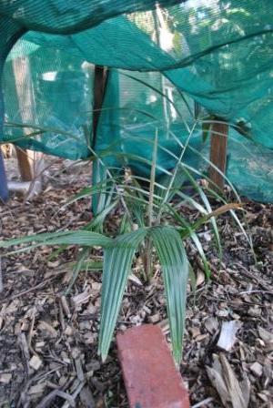 Frankston Palm Garden Victoria Australia - DISCUSSING PALM TREES ...