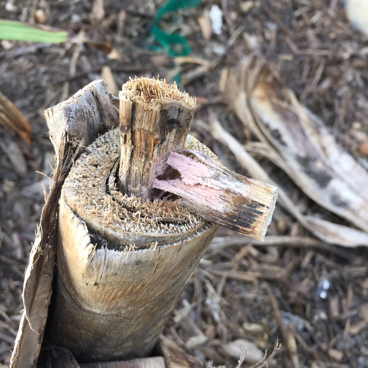 Pink Rot - Page 2 - DISCUSSING PALM TREES WORLDWIDE - PalmTalk