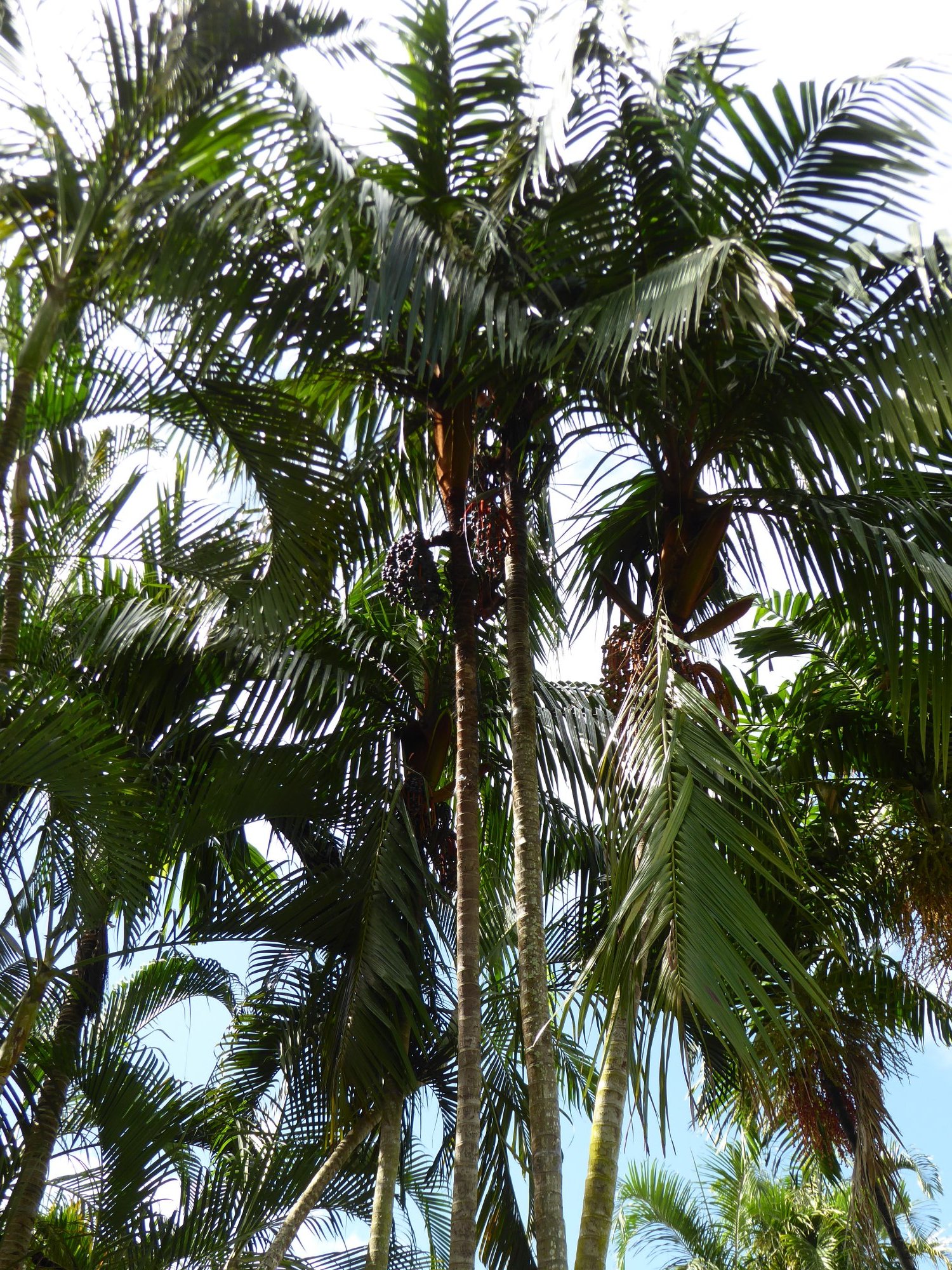 Identification please - DISCUSSING PALM TREES WORLDWIDE - PalmTalk