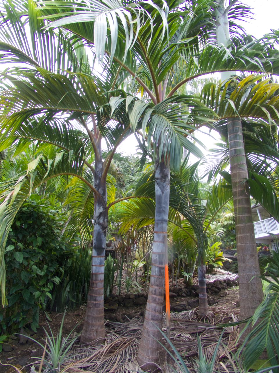 Bentinckia Condapanna in FLORIDA - DISCUSSING PALM TREES WORLDWIDE ...