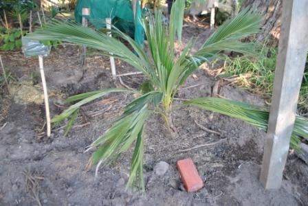 Frankston Palm Garden Victoria Australia - DISCUSSING PALM TREES ...
