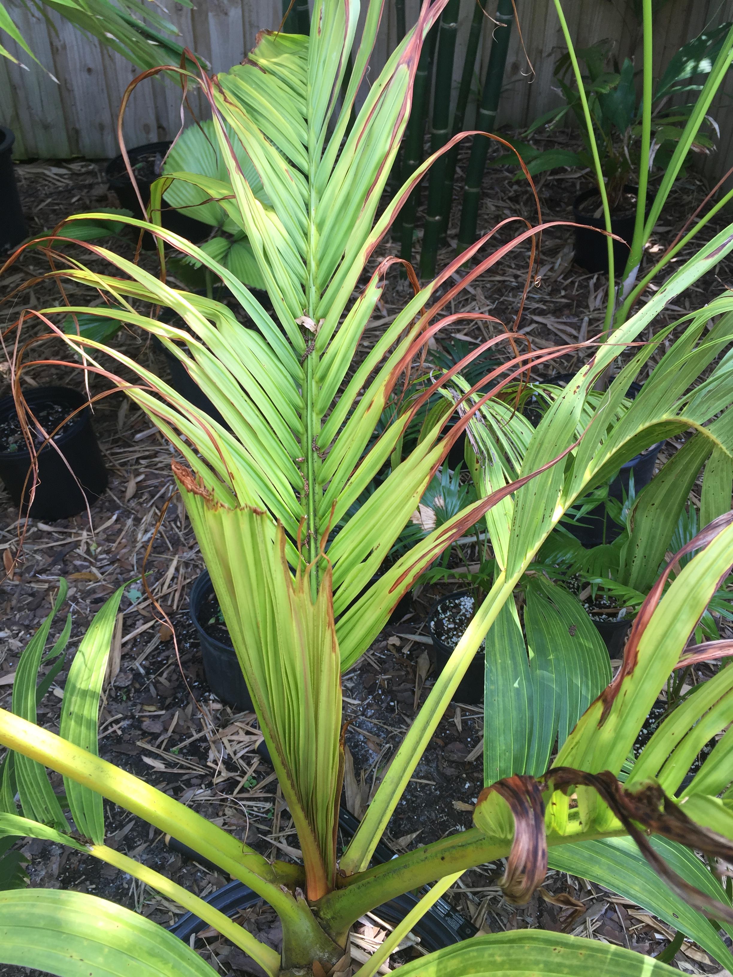 Bentinckia Condapanna in FLORIDA - DISCUSSING PALM TREES WORLDWIDE ...