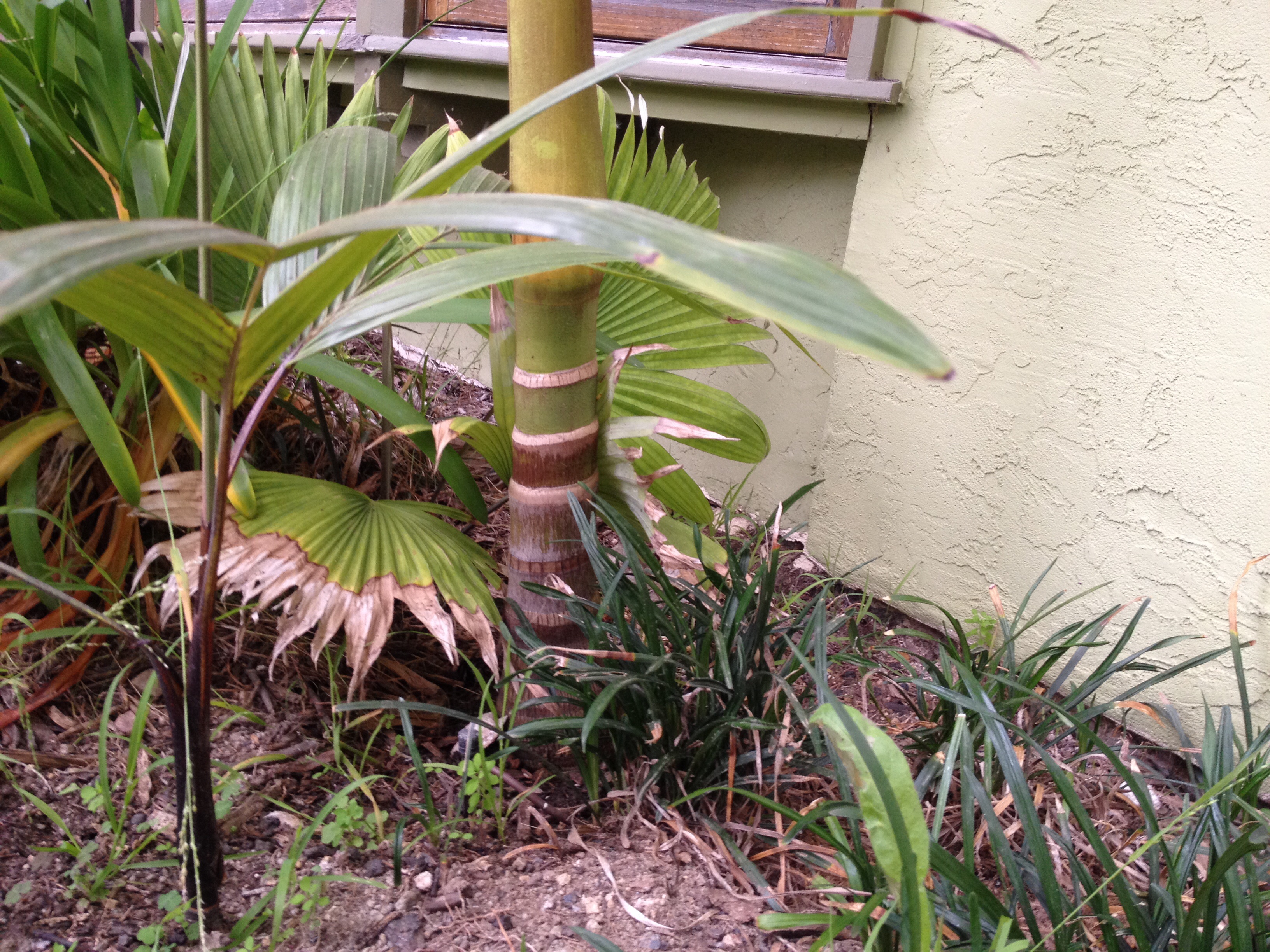 Pinanga javana - DISCUSSING PALM TREES WORLDWIDE - PalmTalk