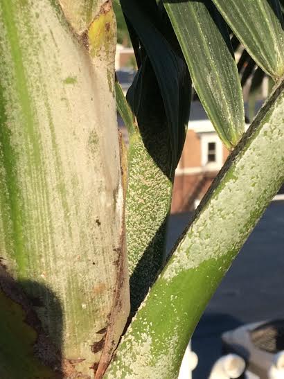 White/Grayish residue on Palm Branches - DISCUSSING PALM TREES ...