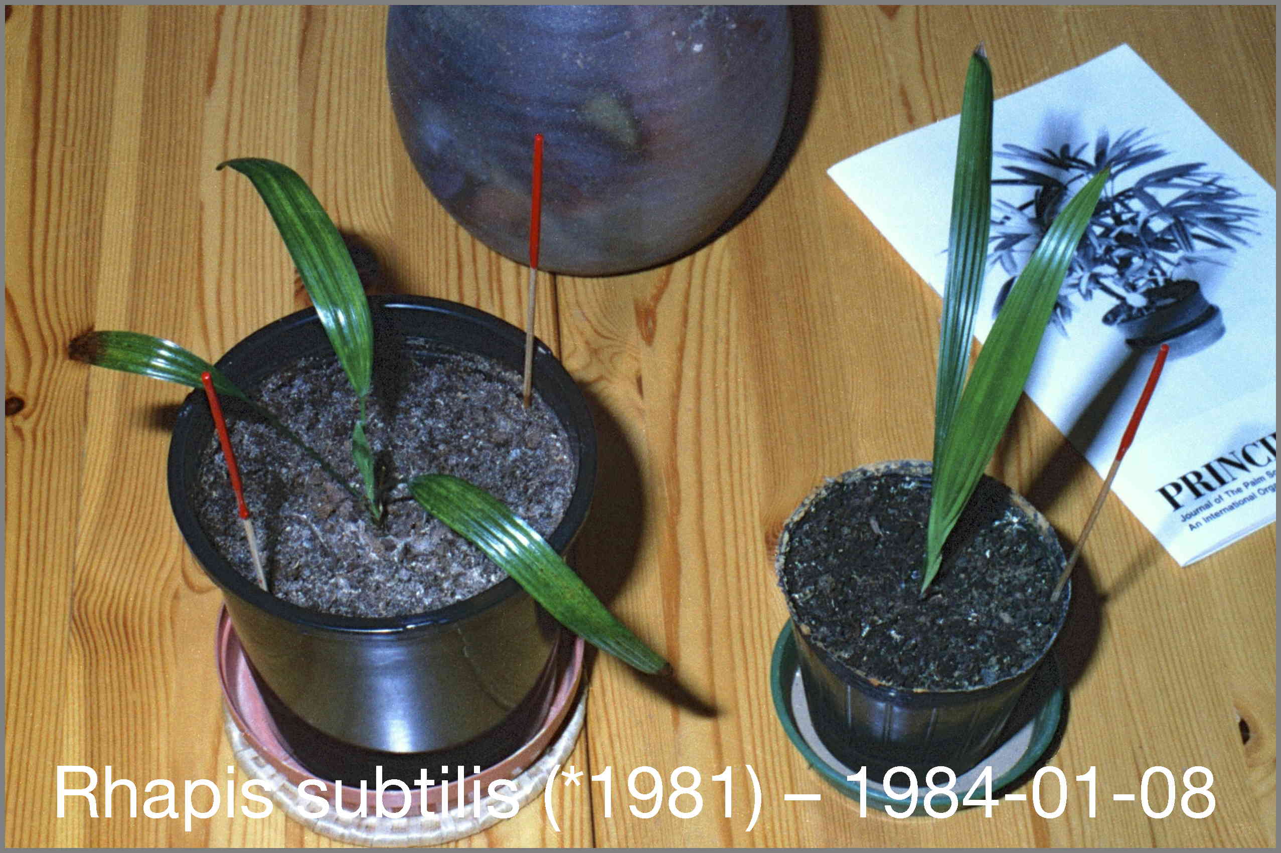 Palm Riddle - DISCUSSING PALM TREES WORLDWIDE - PalmTalk