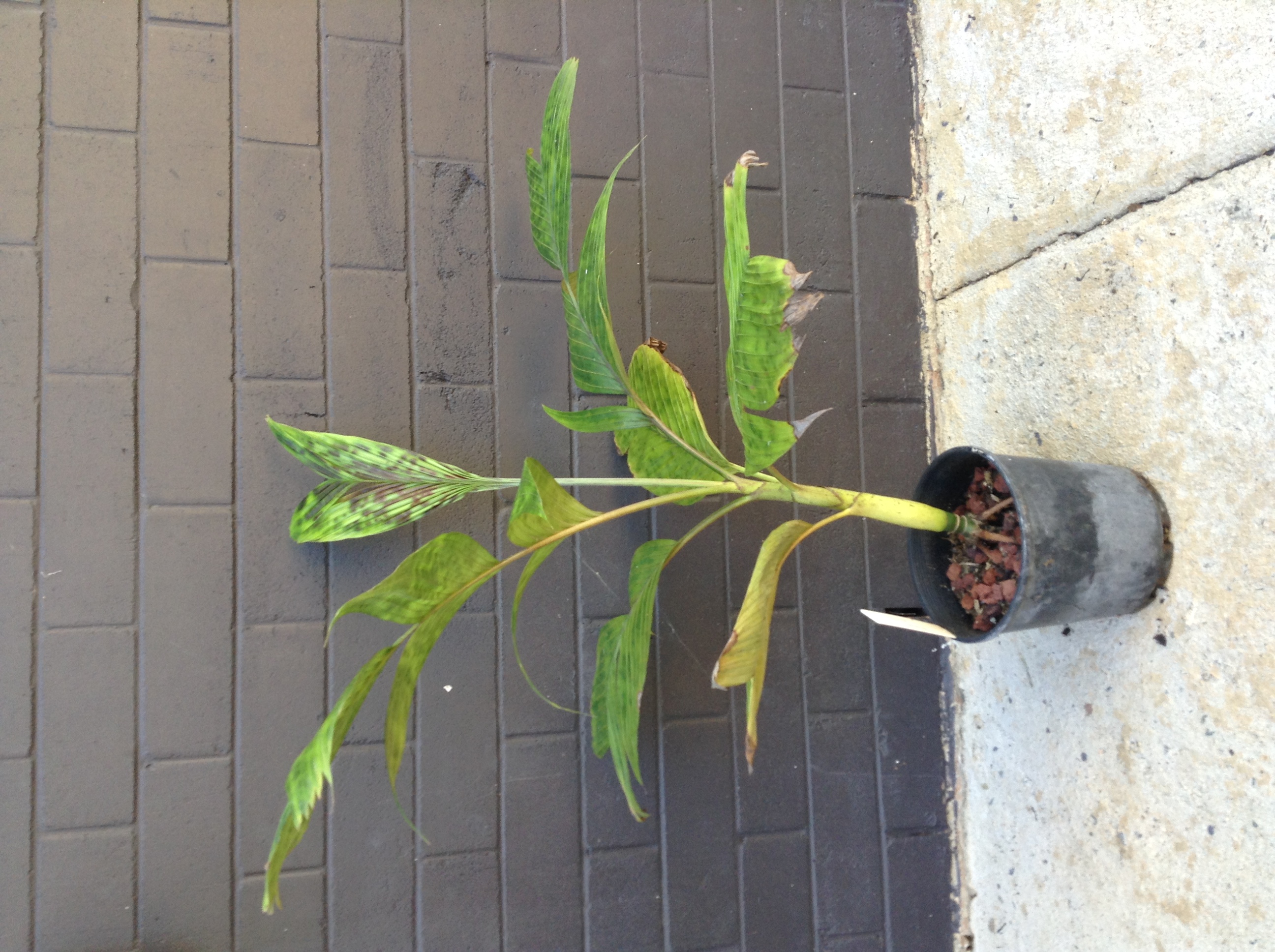 Show us your mottles - DISCUSSING PALM TREES WORLDWIDE - PalmTalk