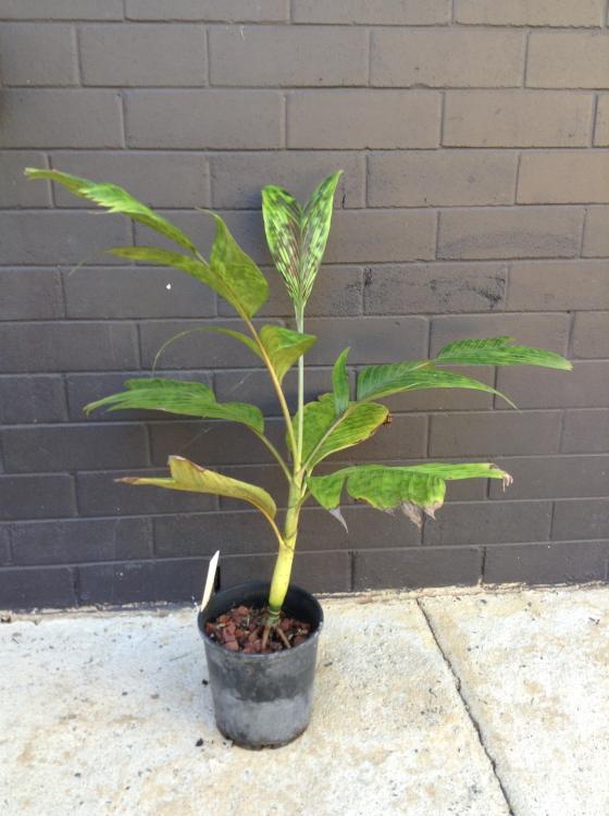 Show us your mottles - DISCUSSING PALM TREES WORLDWIDE - PalmTalk