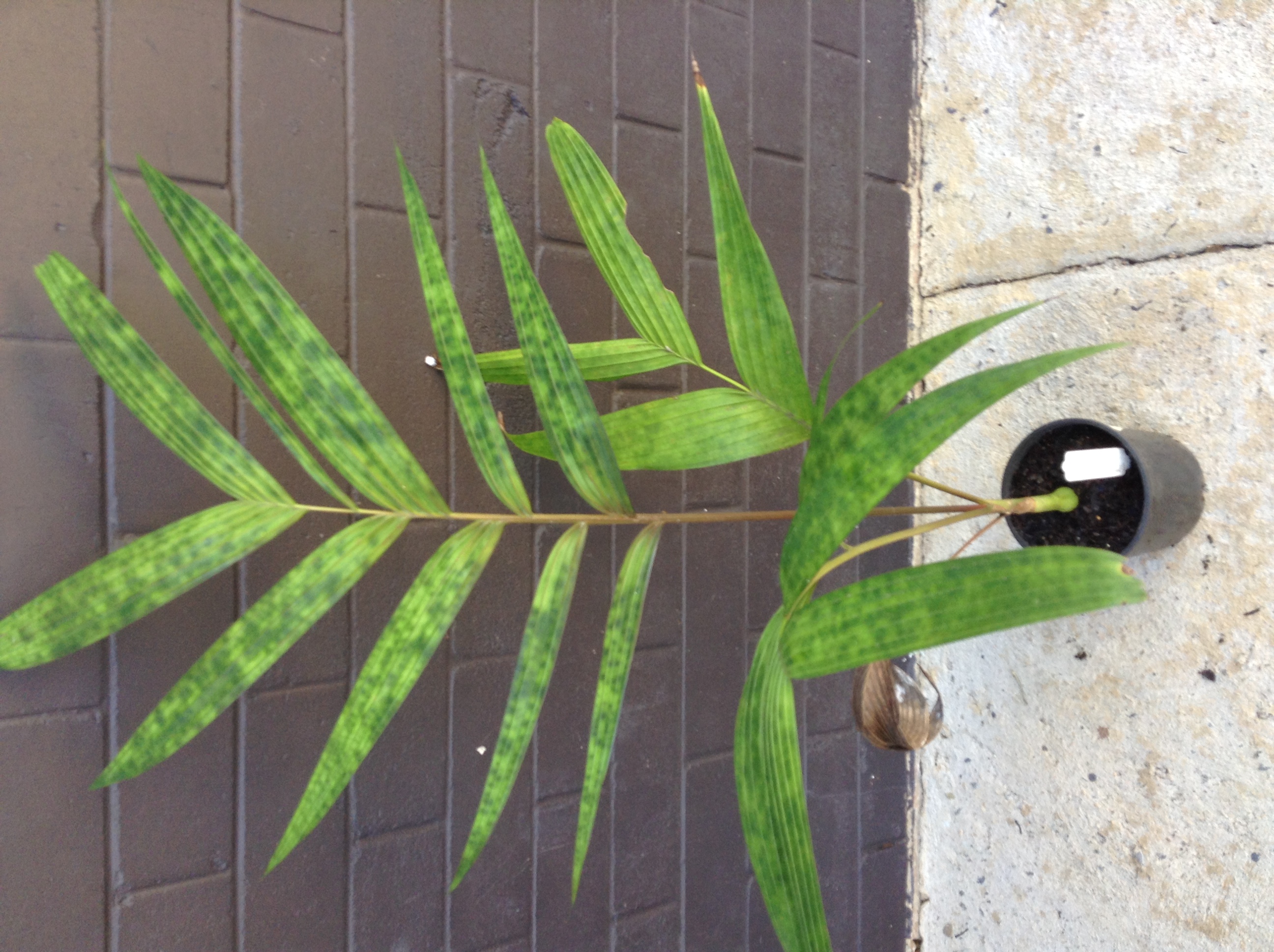 Show us your mottles - DISCUSSING PALM TREES WORLDWIDE - PalmTalk