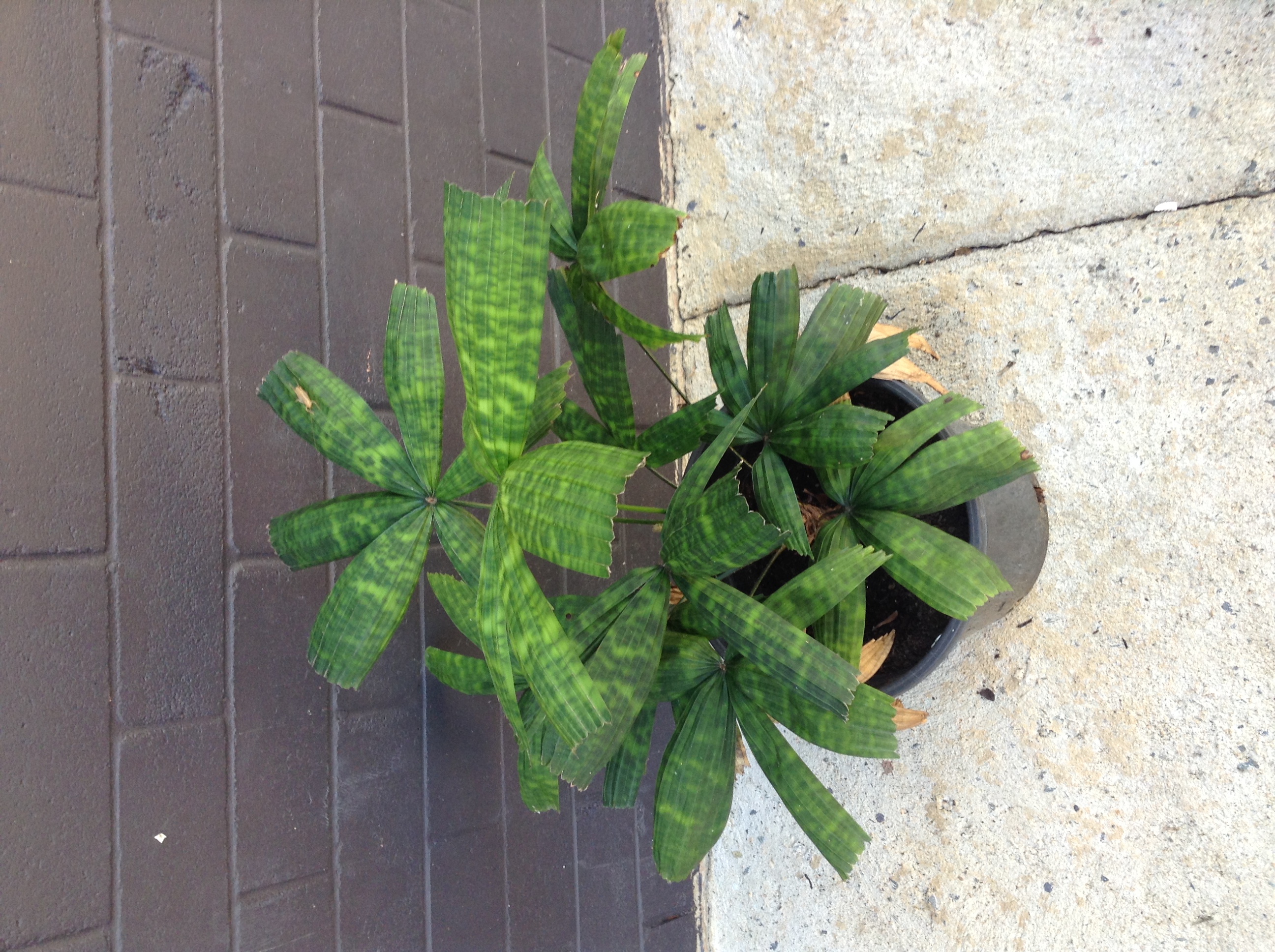 Show us your mottles - DISCUSSING PALM TREES WORLDWIDE - PalmTalk