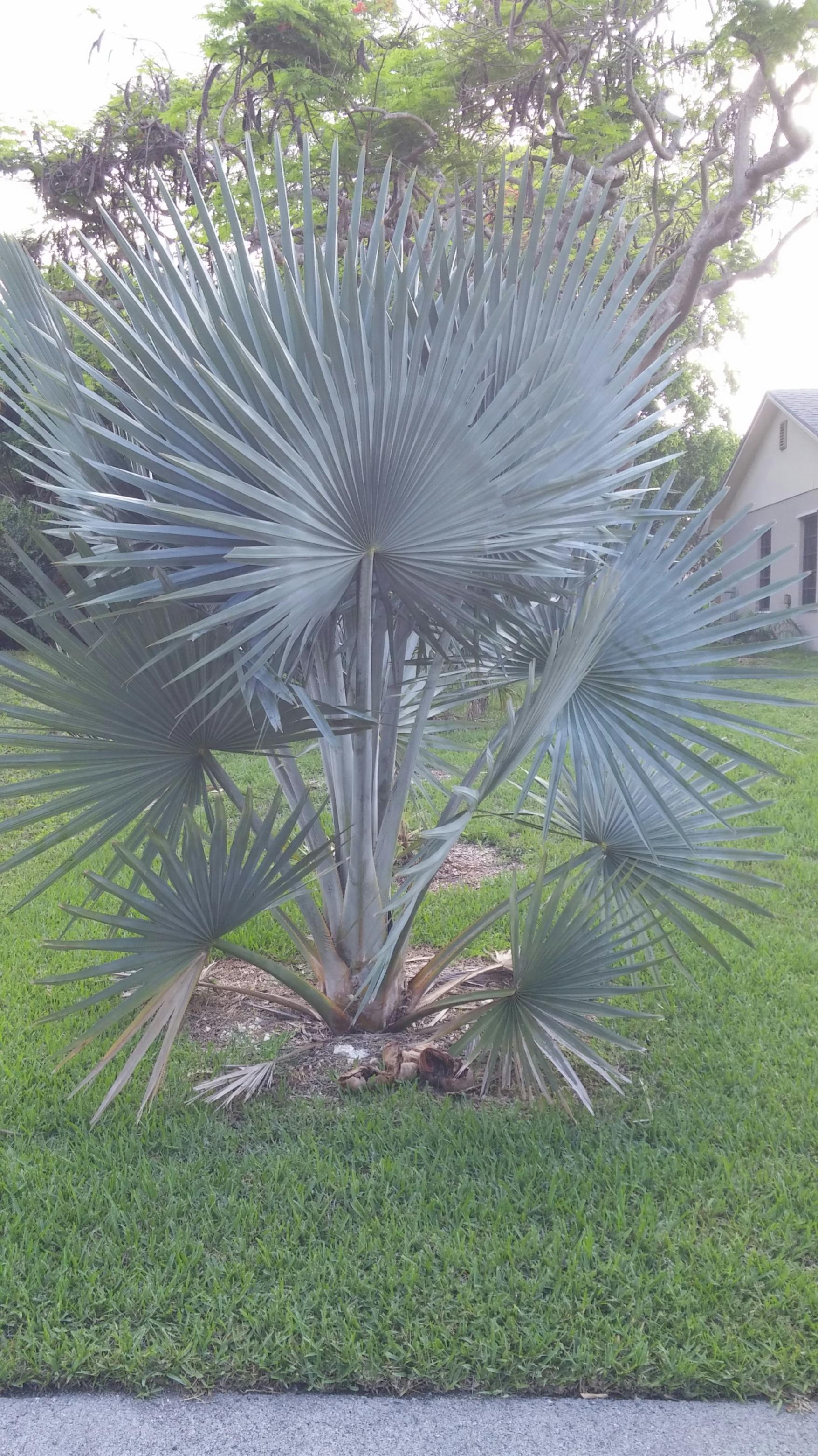 Two Monsters. - DISCUSSING PALM TREES WORLDWIDE - PalmTalk