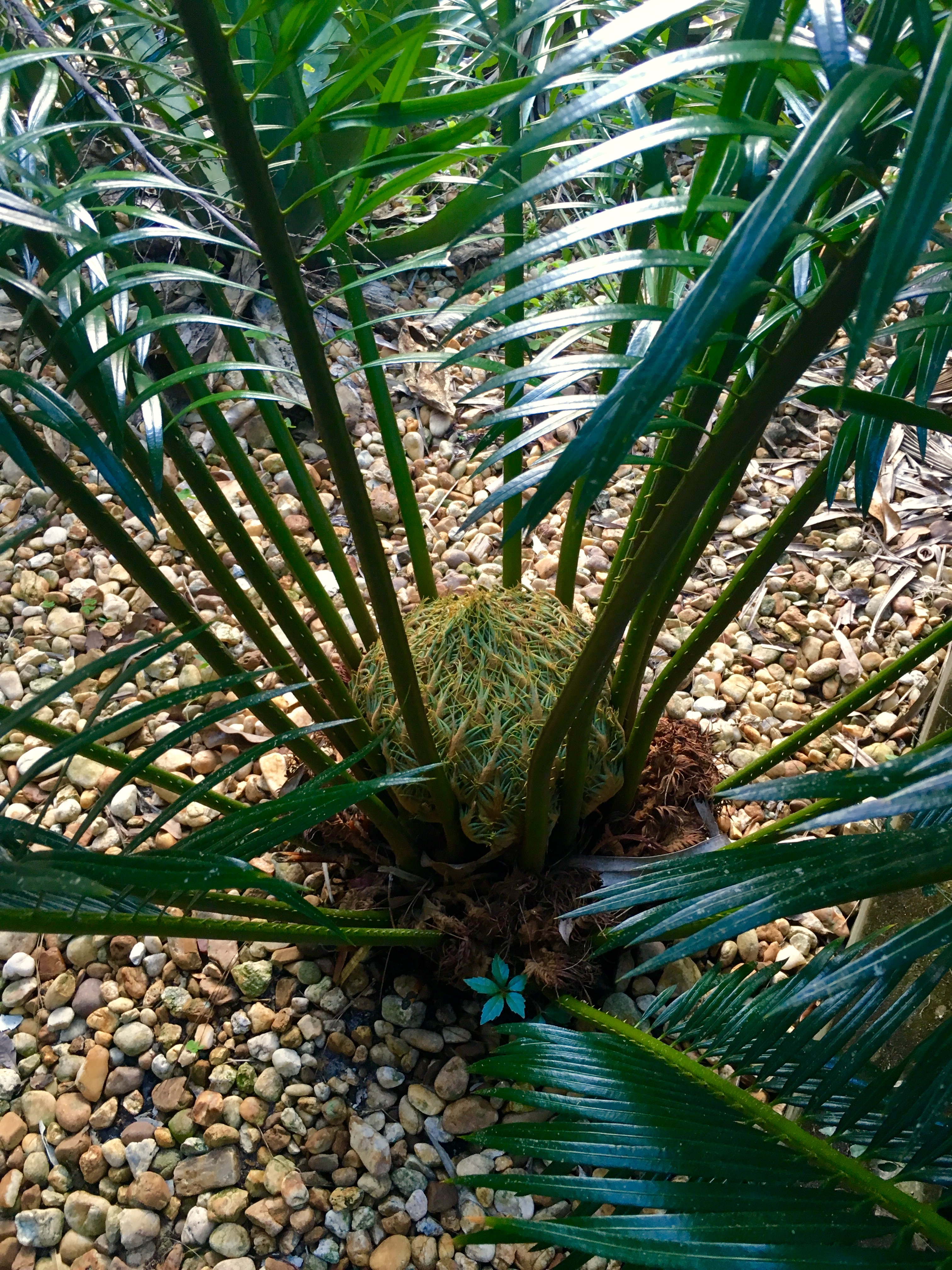 Cycas debaoensis x revoluta - Page 2 - TROPICAL LOOKING PLANTS - Other ...