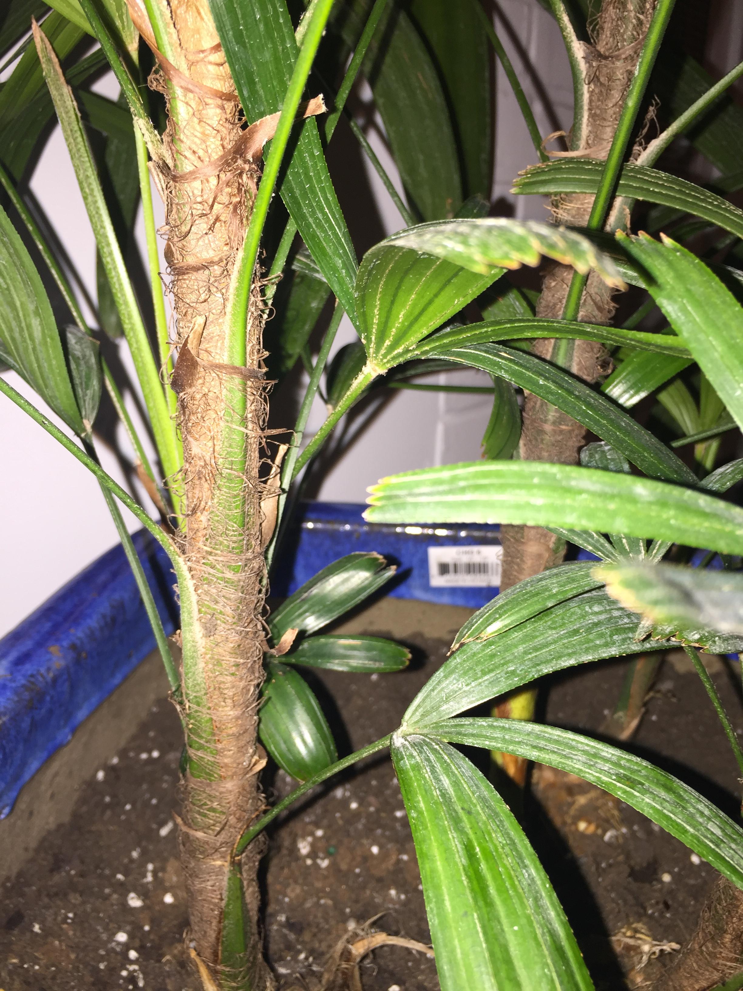 Palm Riddle - DISCUSSING PALM TREES WORLDWIDE - PalmTalk