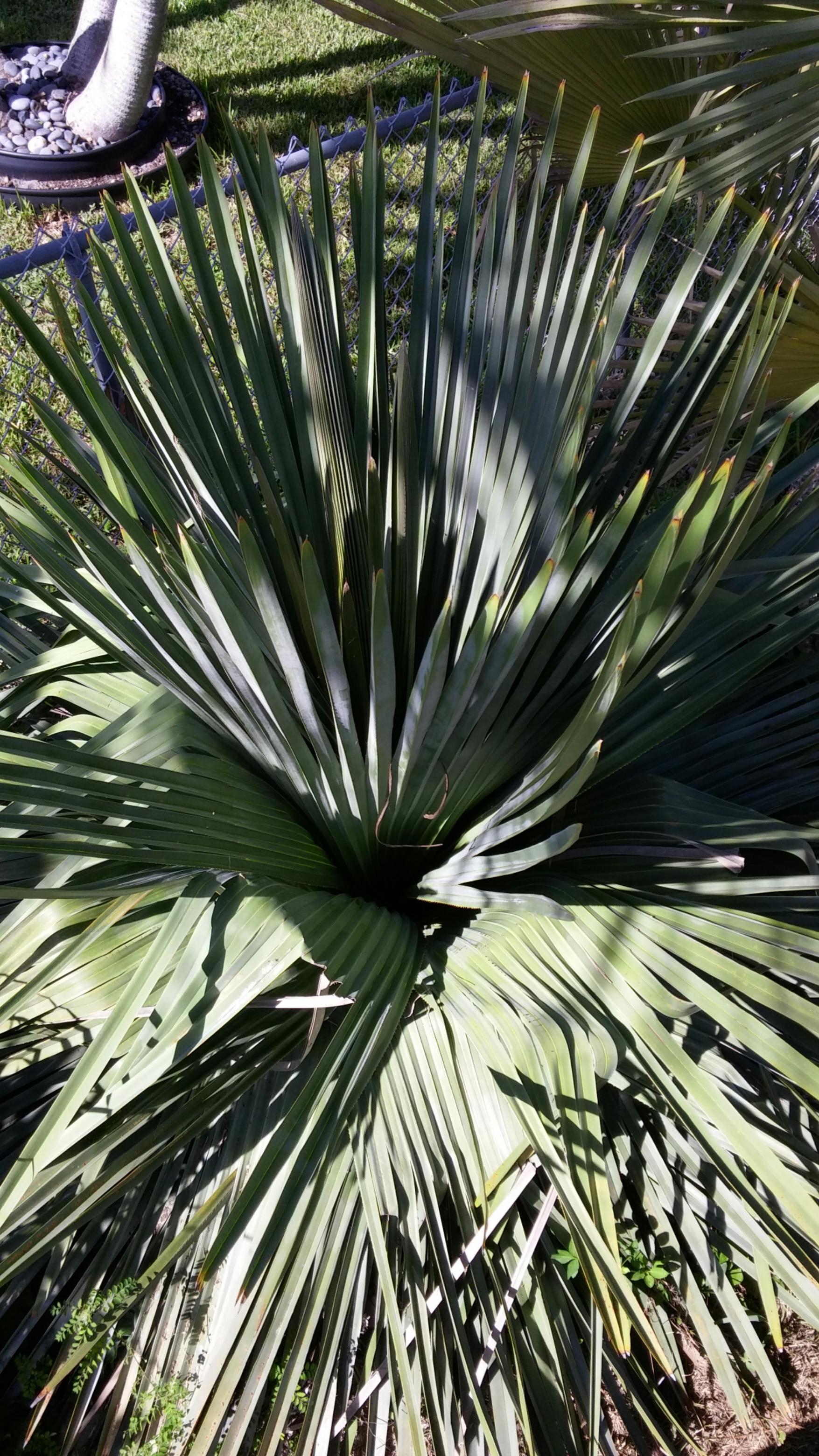 As promised, a new Copernicia thread. - DISCUSSING PALM TREES WORLDWIDE ...