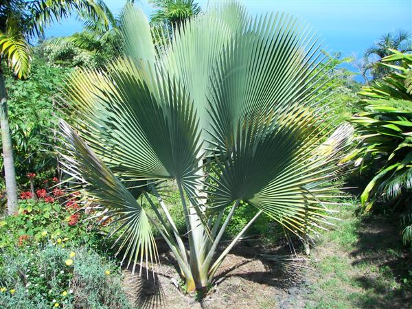 Copernicia fallaensis - DISCUSSING PALM TREES WORLDWIDE - PalmTalk