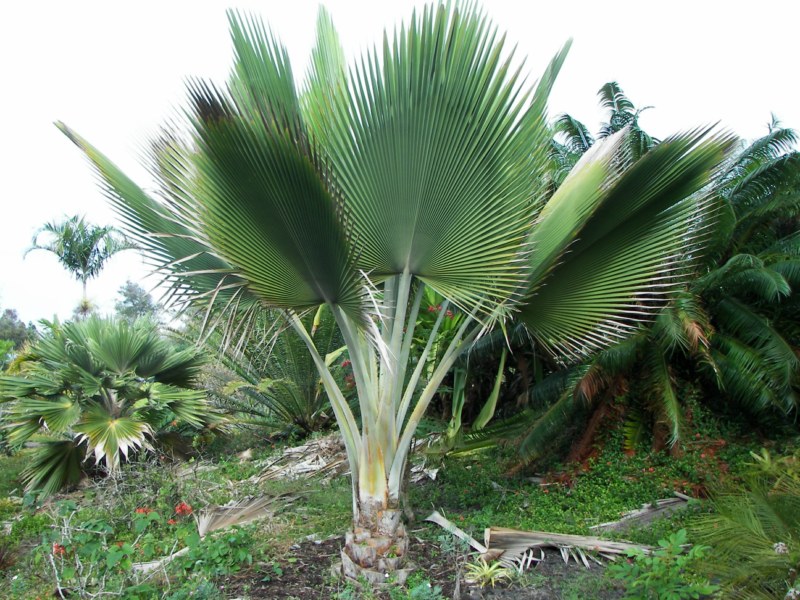 Copernicia fallaensis - DISCUSSING PALM TREES WORLDWIDE - PalmTalk