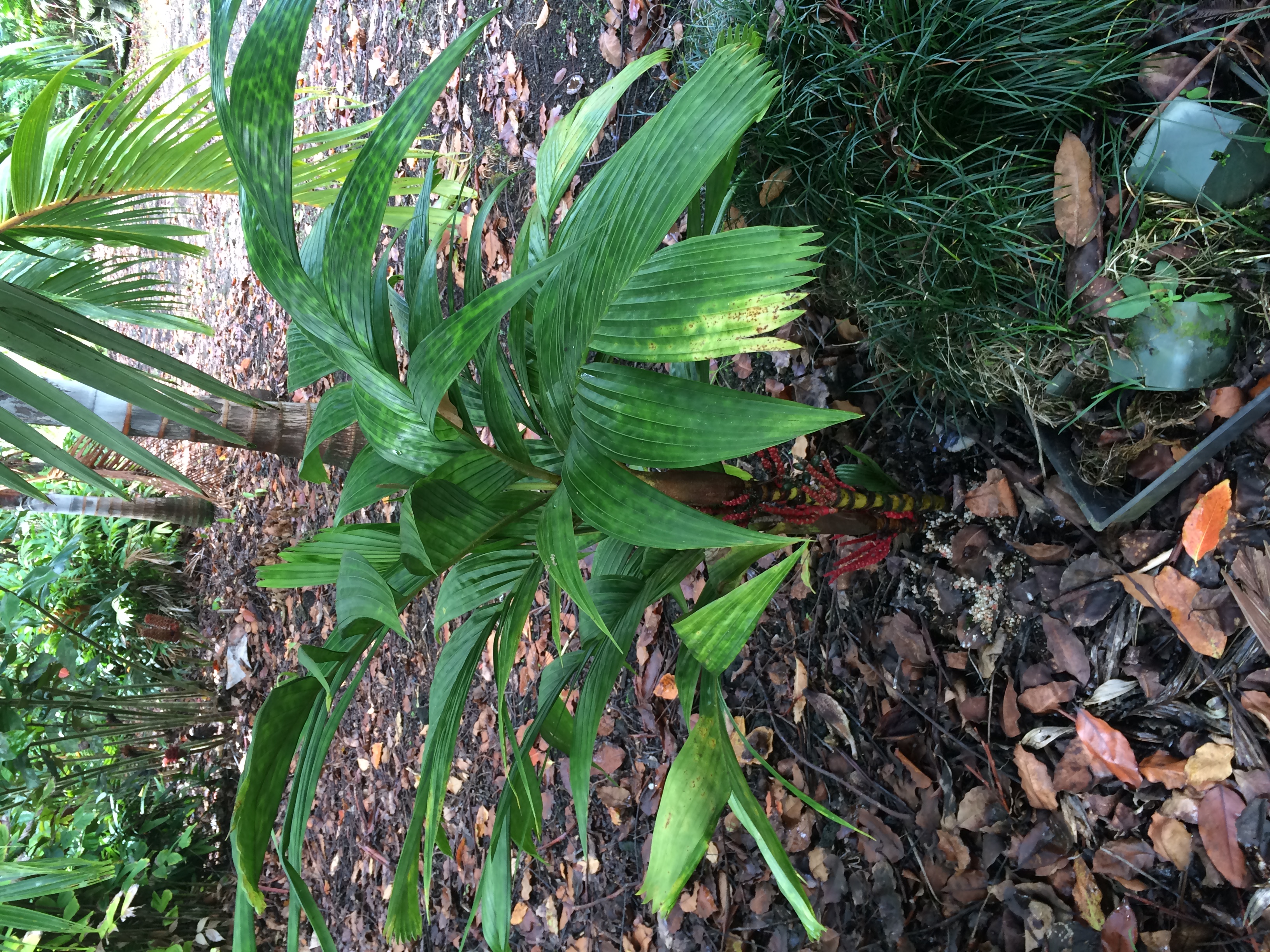 pinanga densiflora,glaucescens and aristrata - DISCUSSING PALM TREES ...