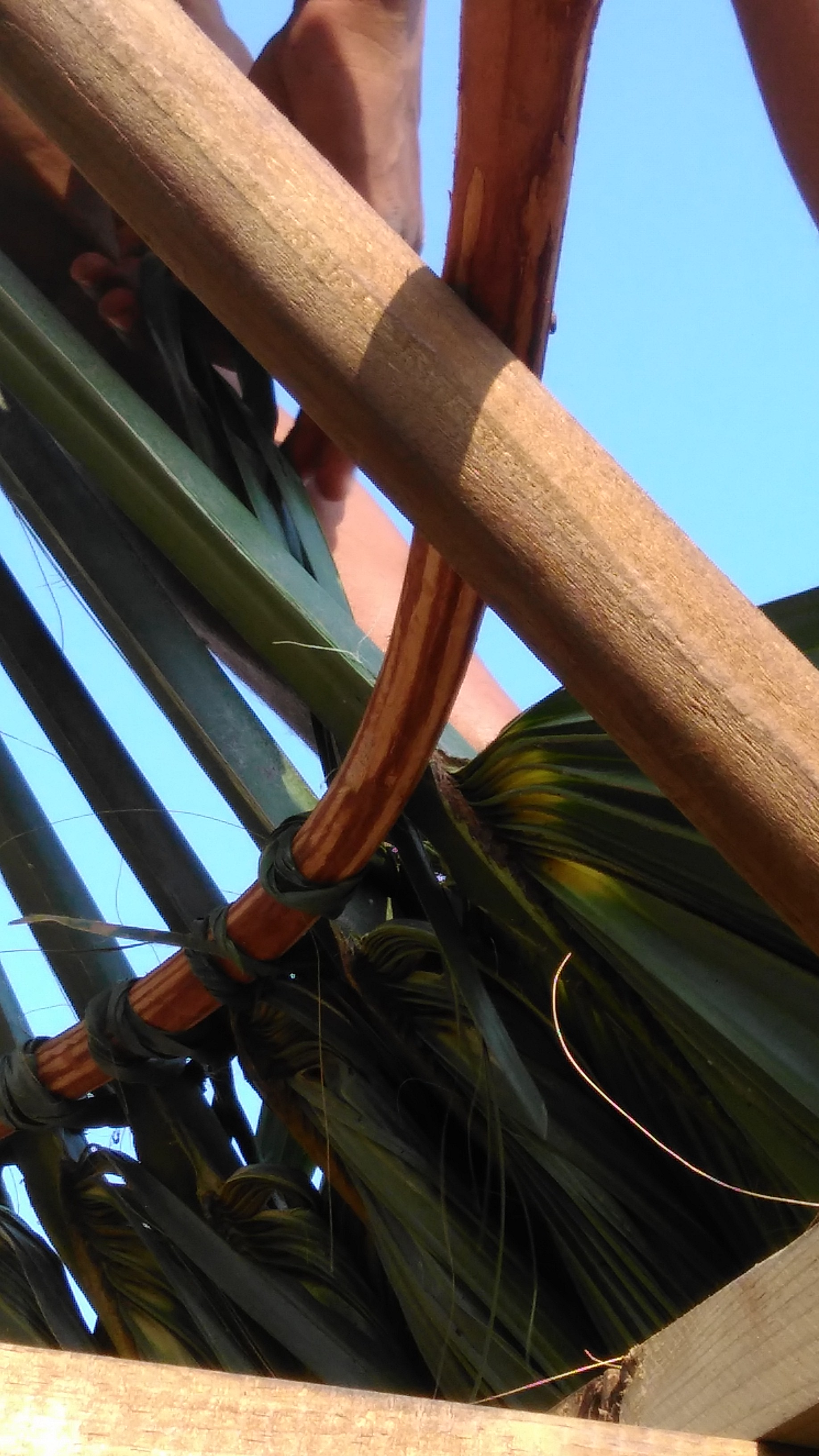 Palm Thatch roof - DISCUSSING PALM TREES WORLDWIDE - PalmTalk
